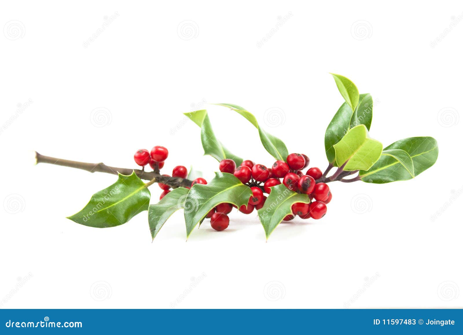 Hulst en rode bessen stock afbeelding. Image of rood - 11597483