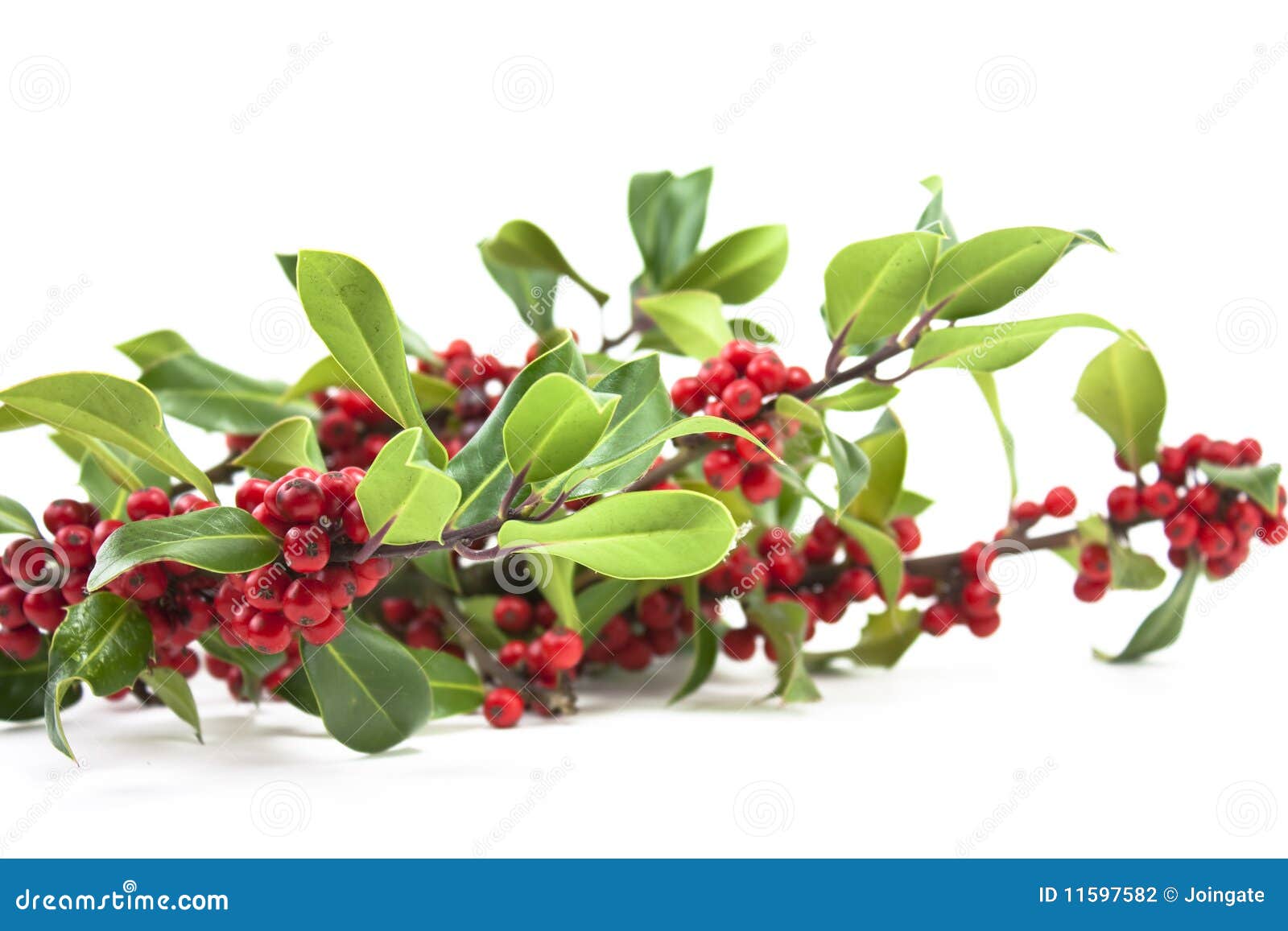 Hulst en rode bessen stock foto. Image of opbrengst, bessen - 11597582