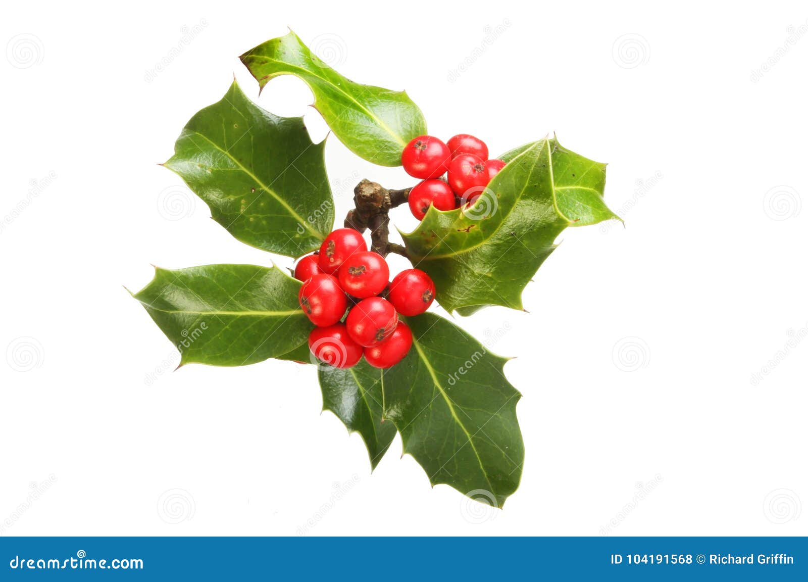 Hulst met bessen stock foto. Image of seizoengebonden - 104191568