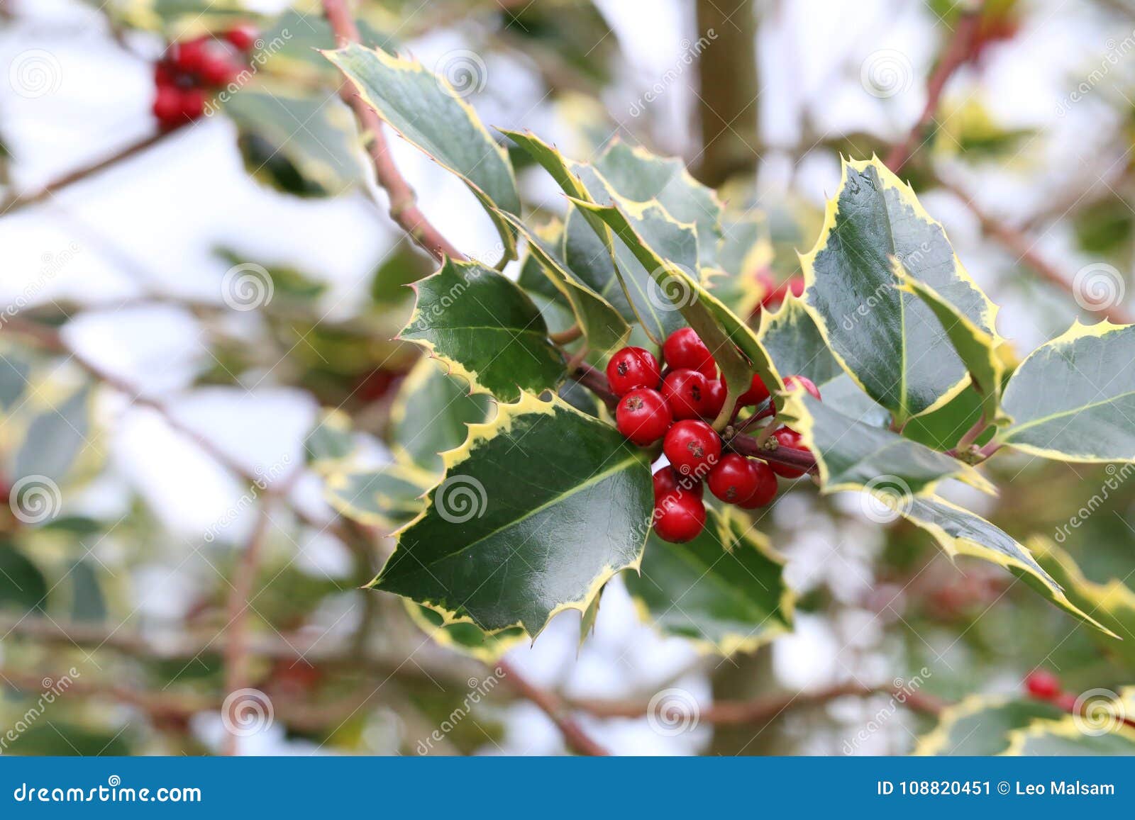 Hulst met bessen stock afbeelding. Image of helder, geïsoleerd - 108820451