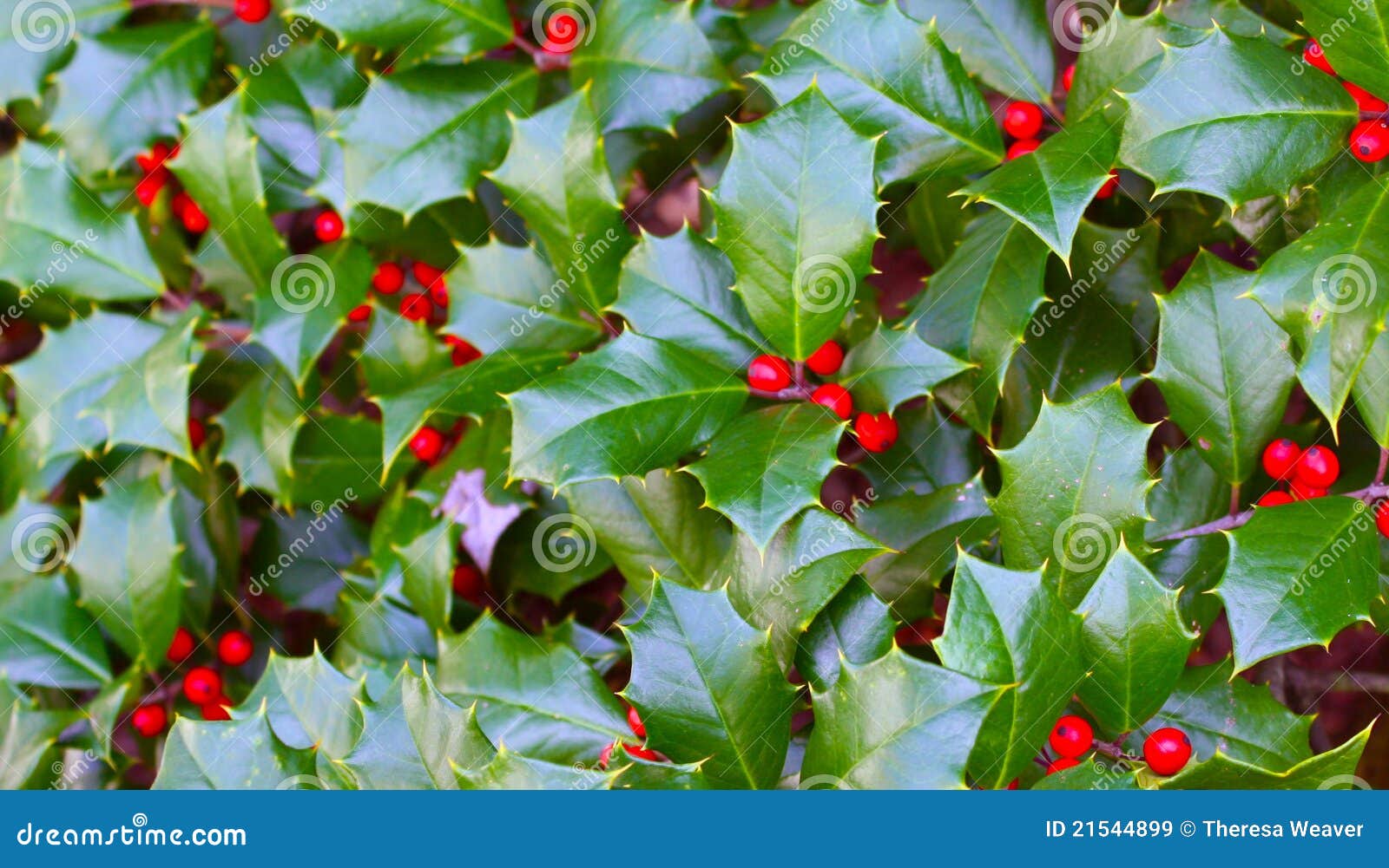 Hulst met Bessen stock afbeelding. Image of hulst, december - 21544899