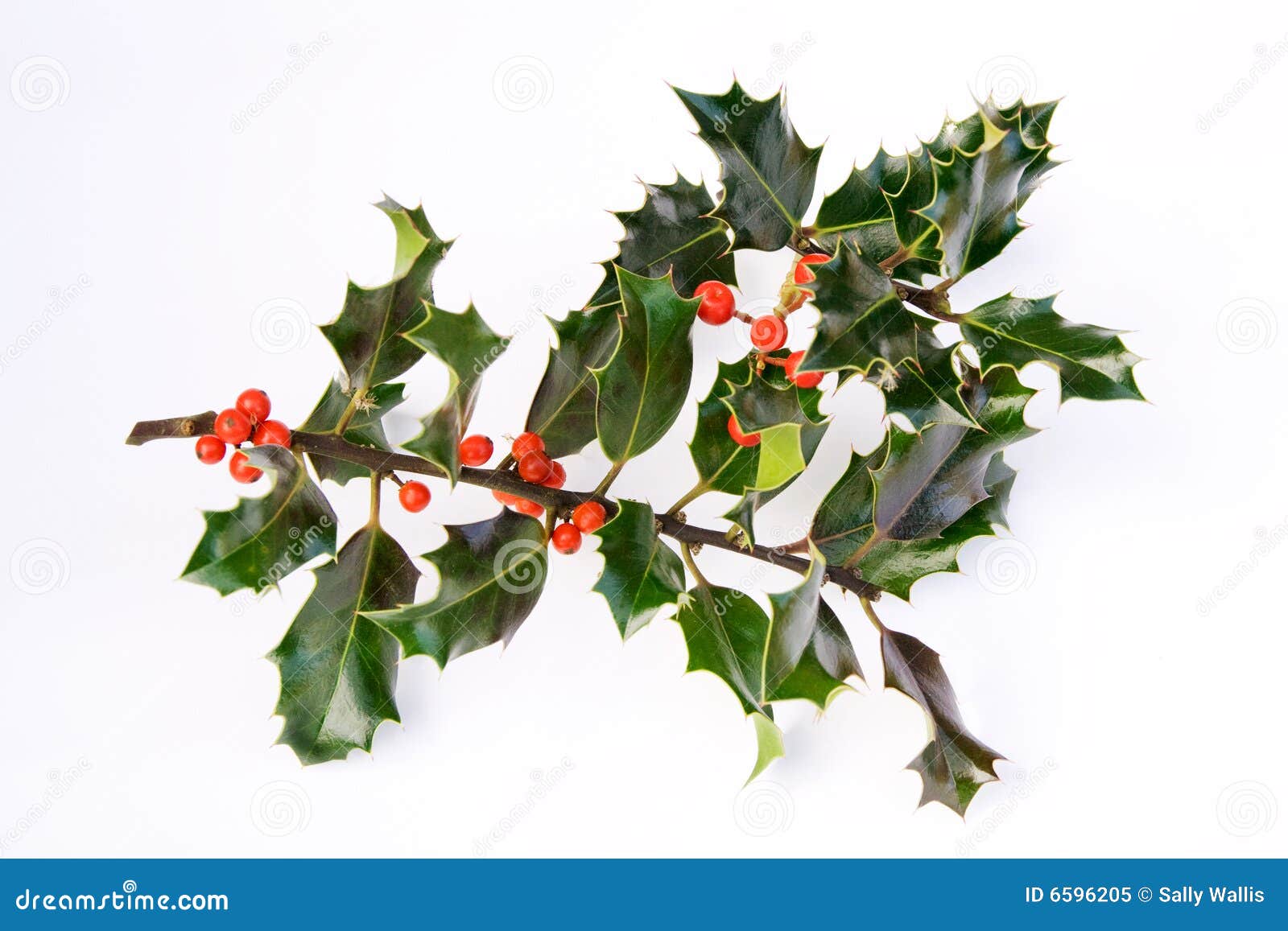 Hulst met bessen stock afbeelding. Image of hulst, stam - 6596205