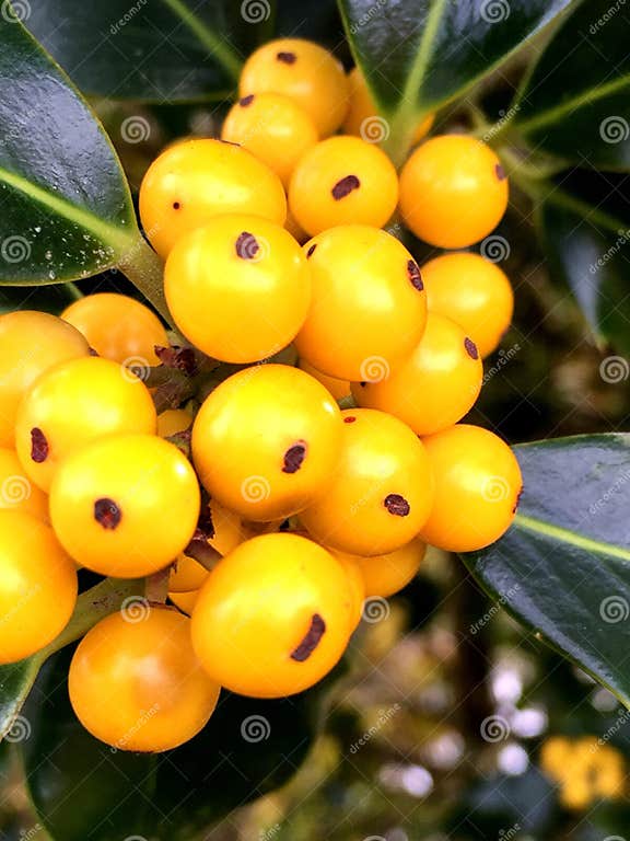 Hulst met gele bessen stock afbeelding. Image of hulst - 73148125