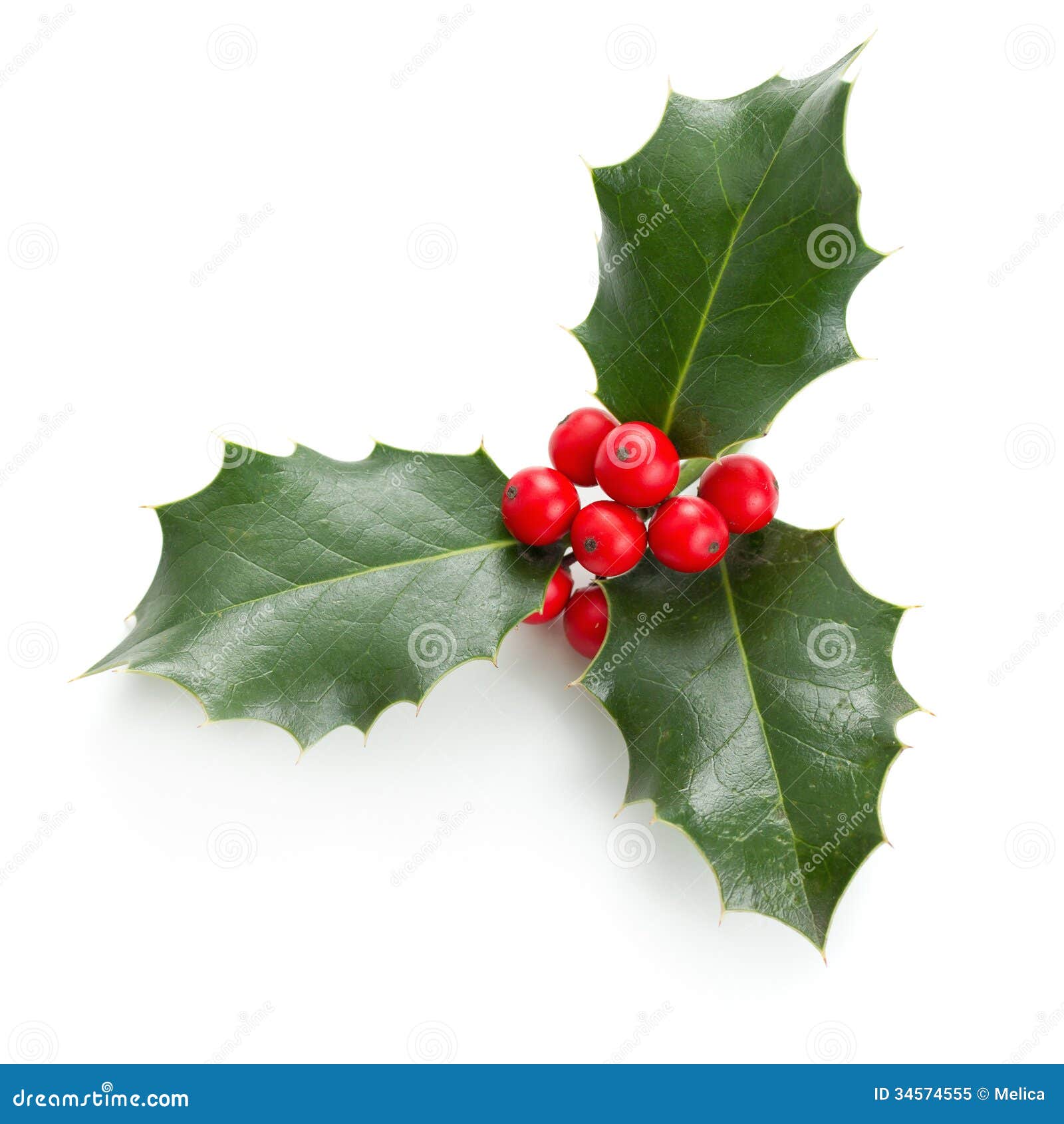 Hulstbladeren en bessen stock afbeelding. Image of altijdgroen - 34574555