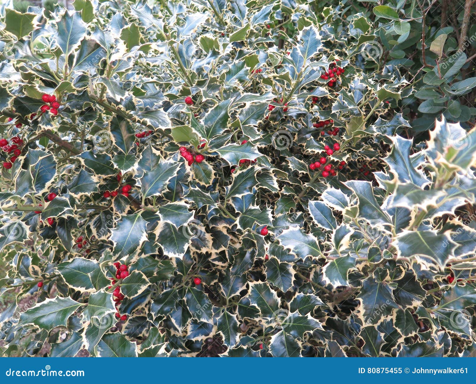 Hulstboom met rode bessen stock afbeelding. Image of kerstmis - 80875455