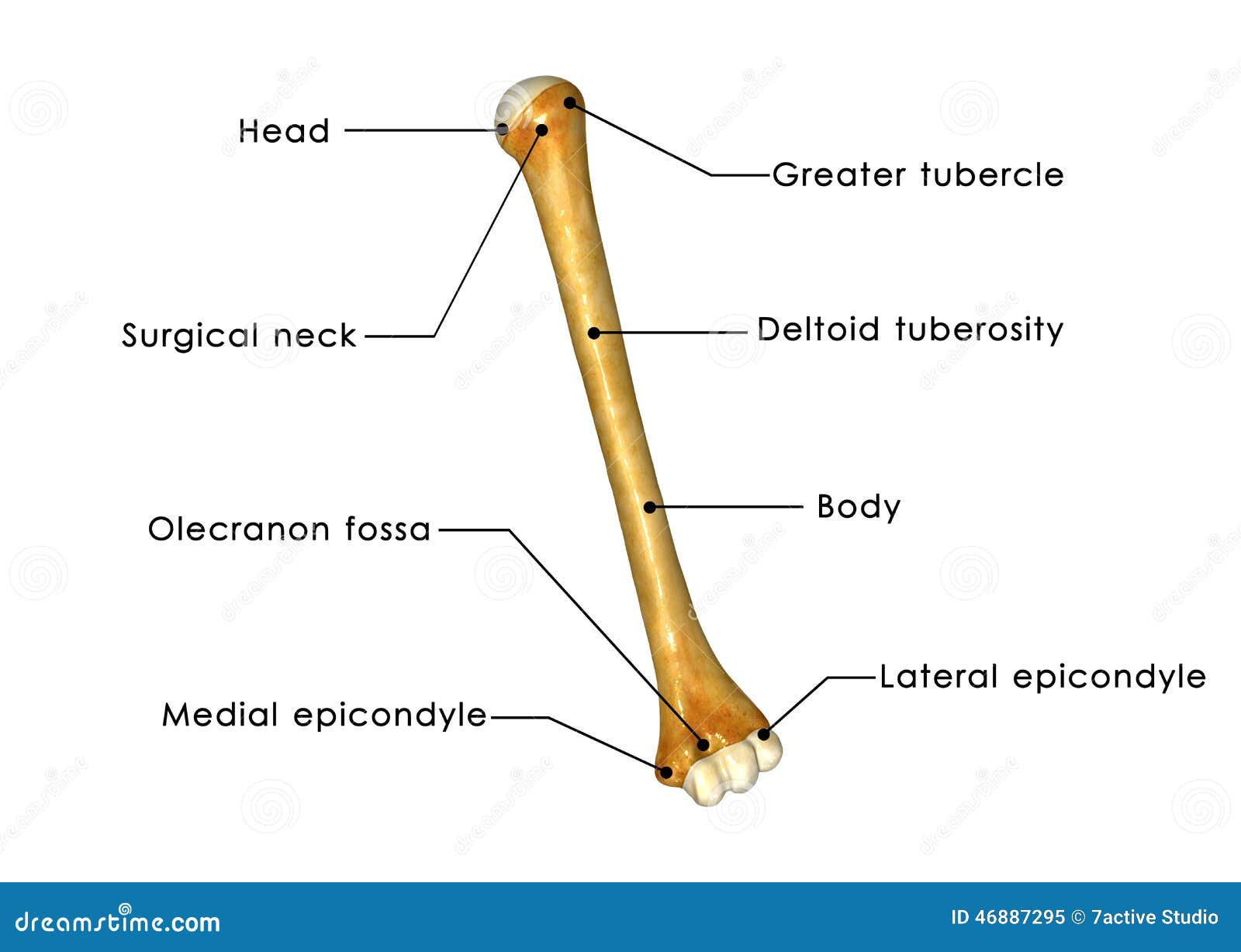 Humérus image stock. Image du physiologie, épaule, médical - 46887295