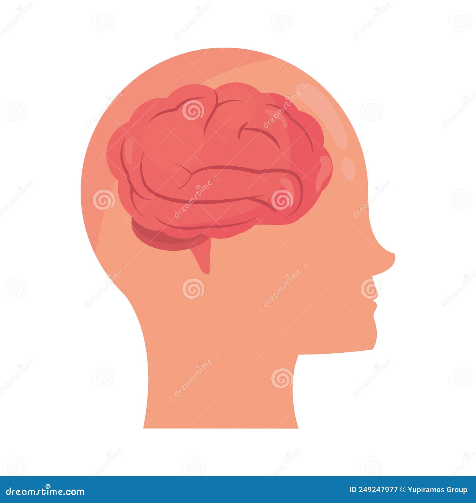 Huma profile and brain stock vector. Illustration of thinking - 249247977