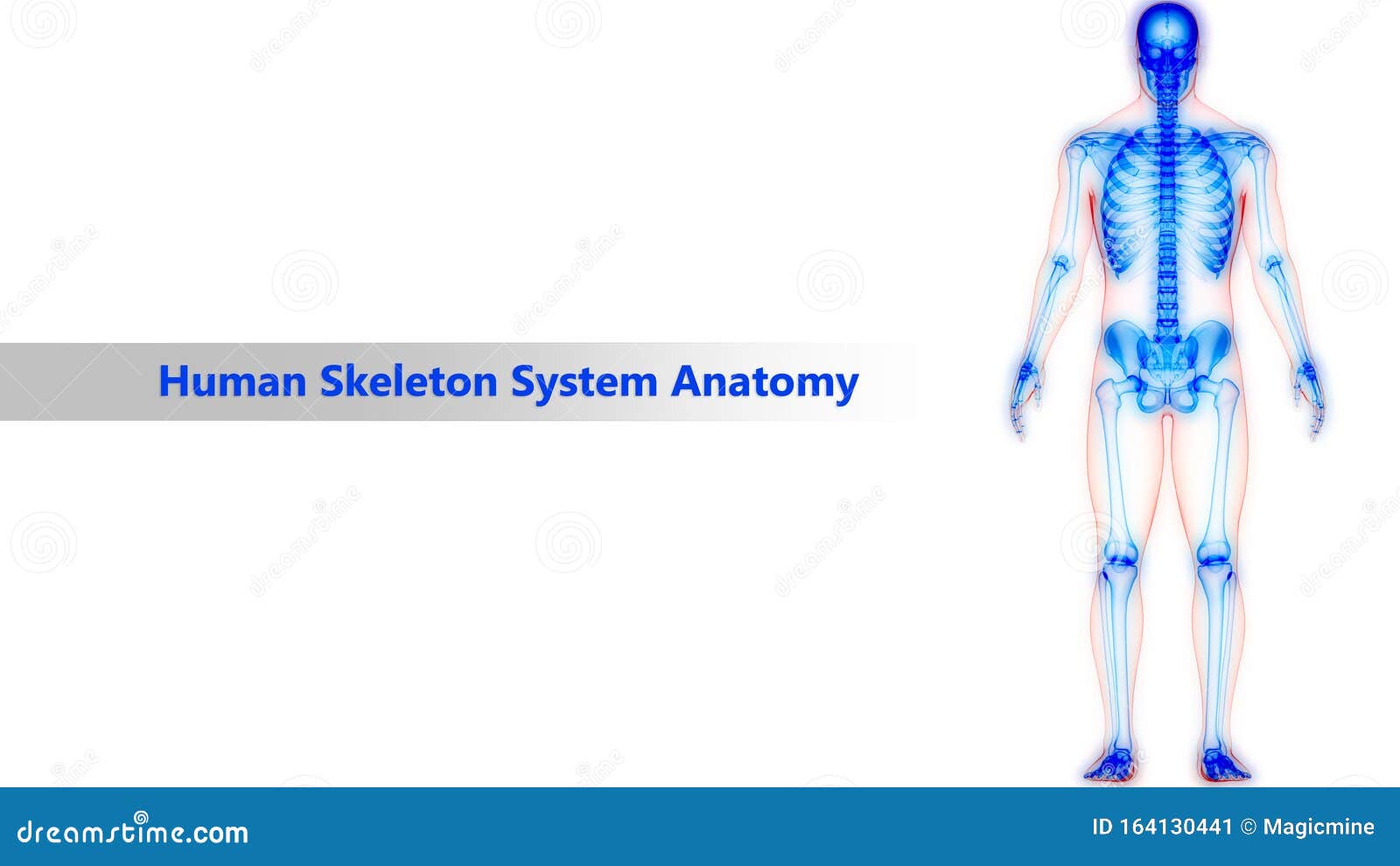 Humaan Skeletsysteem Bot Joints Anatomie Stock Illustratie ...