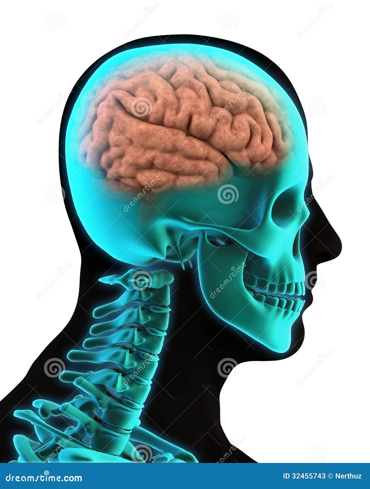 Humain Brain Anatomy illustration stock. Illustration du anatomie ...