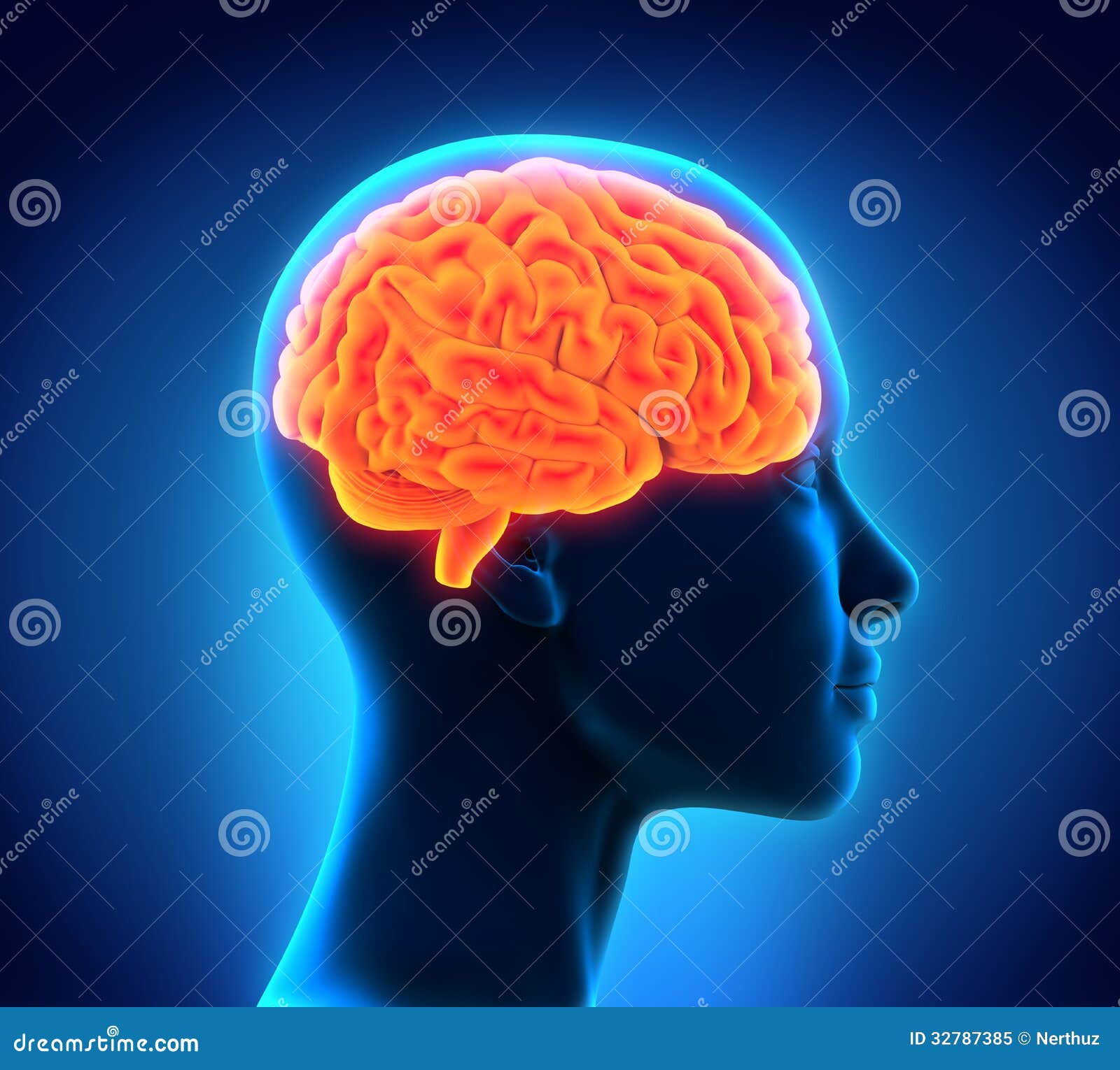 Humain Brain Anatomy illustration stock. Illustration du maladie - 32787385