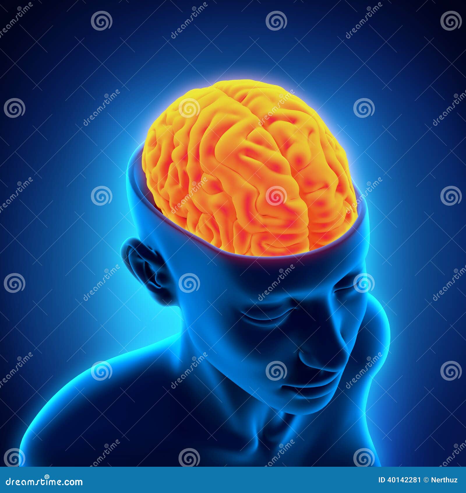 Humain Brain Anatomy illustration stock. Illustration du biologie ...