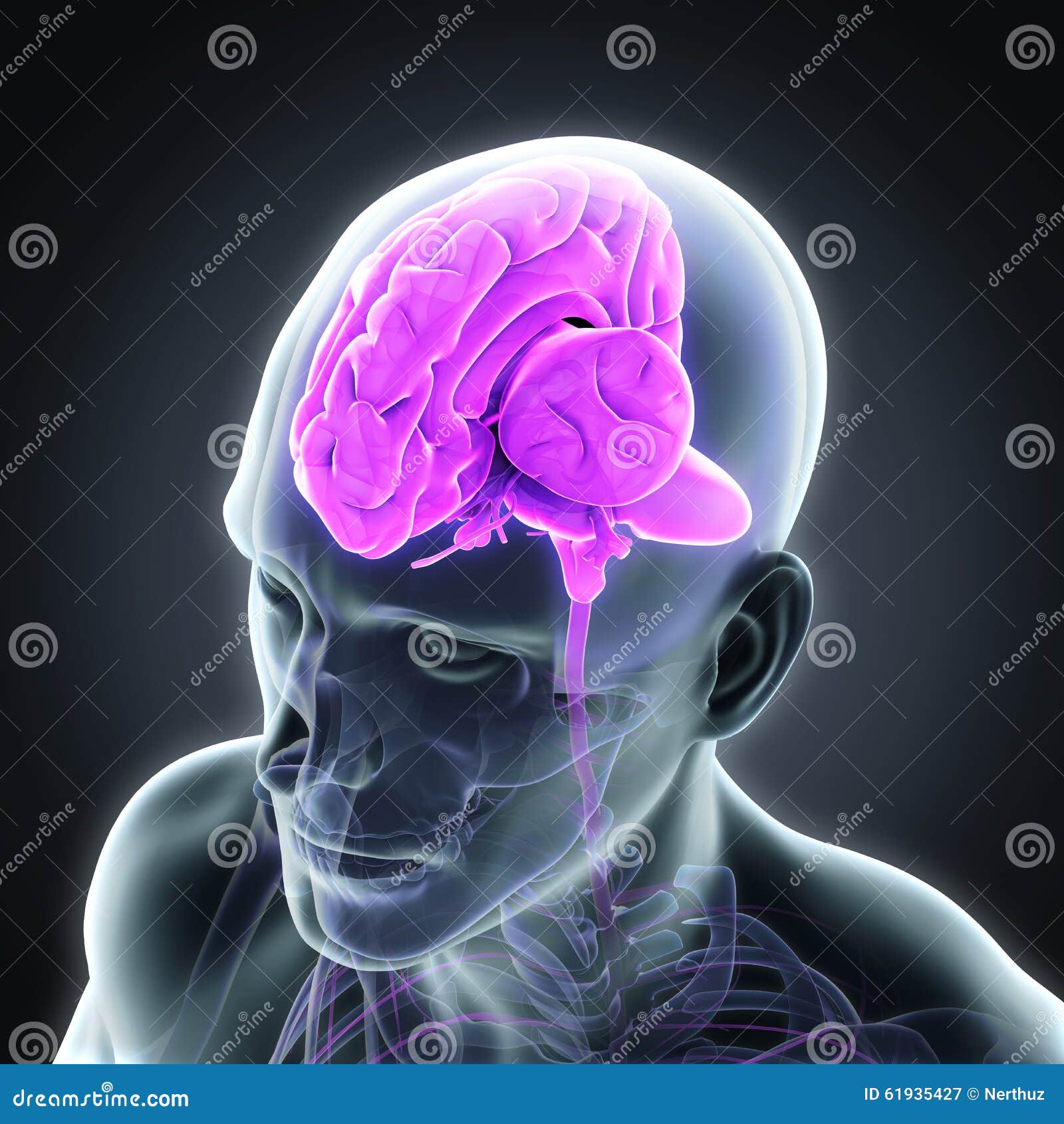 Humain Brain Anatomy illustration stock. Illustration du cérébral ...