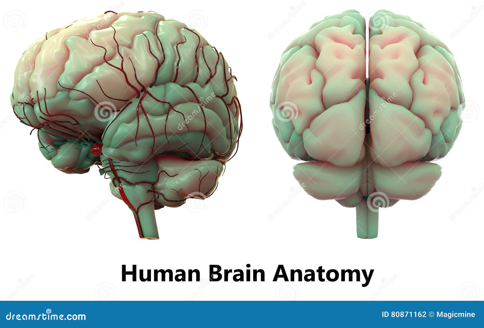 Humain Brain Anatomy illustration stock. Illustration du central - 80871162