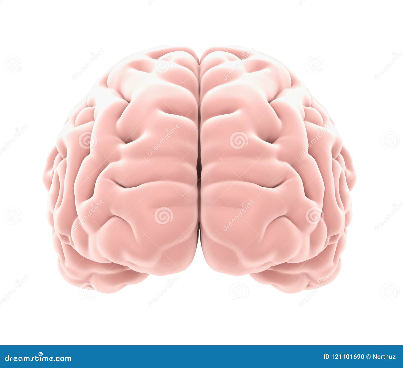 Humain Brain Anatomy Isolated Illustration Stock - Illustration du ...