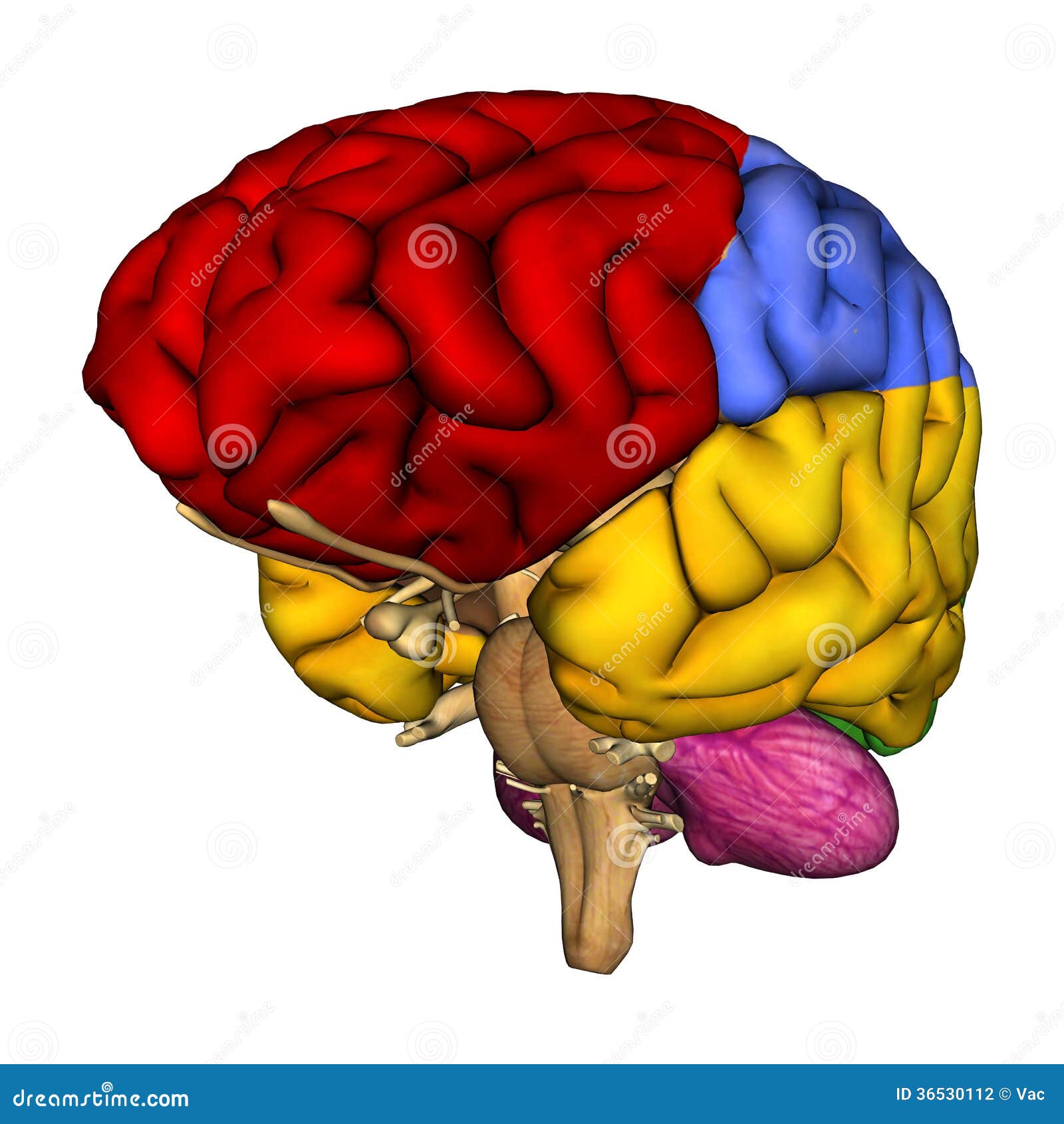 Humain Brain Diagram illustration stock. Illustration of concentration ...