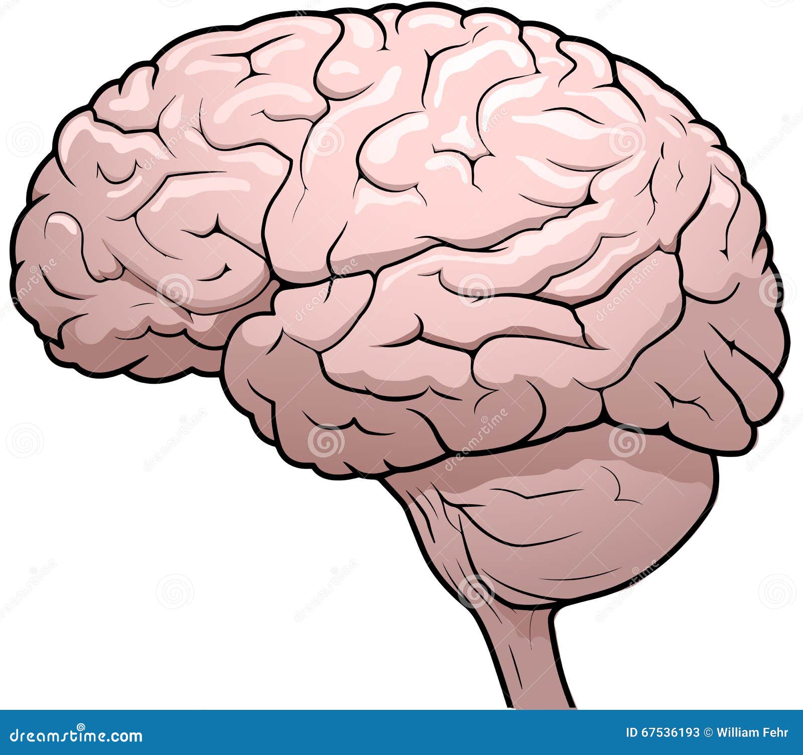 Humain Brain Drawing illustration de vecteur. Illustration du technique ...