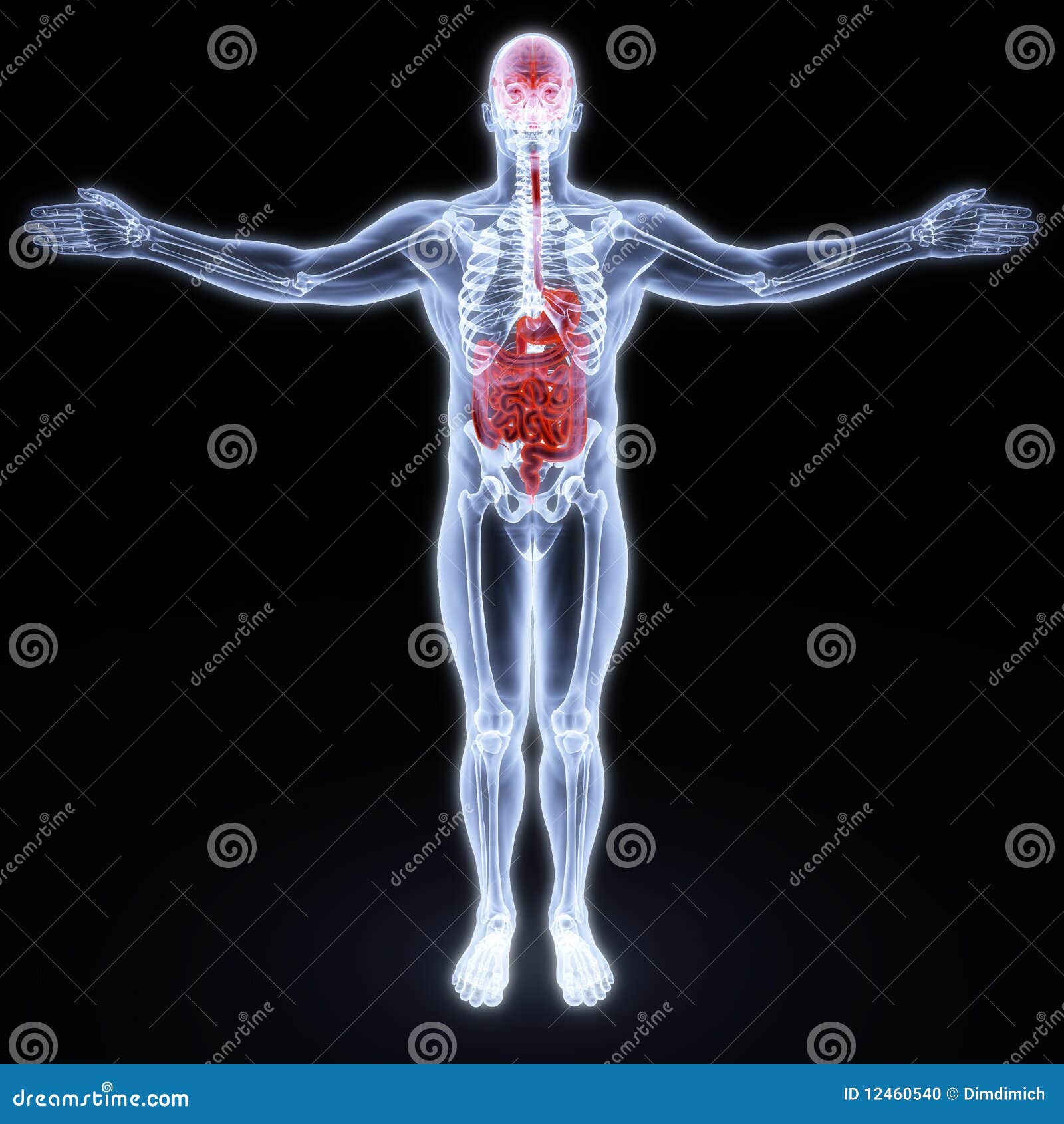 Human Entrails Stock Photo | CartoonDealer.com #12456078