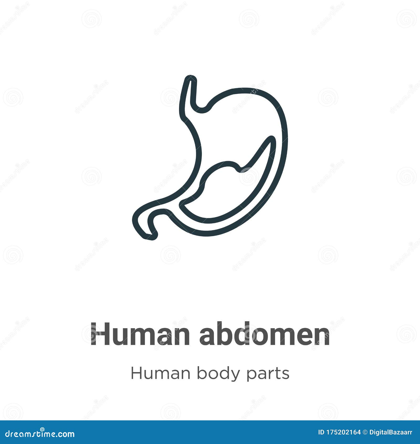 Human Abdomen Outline Icon. Isolated Line Vector Illustration From ...