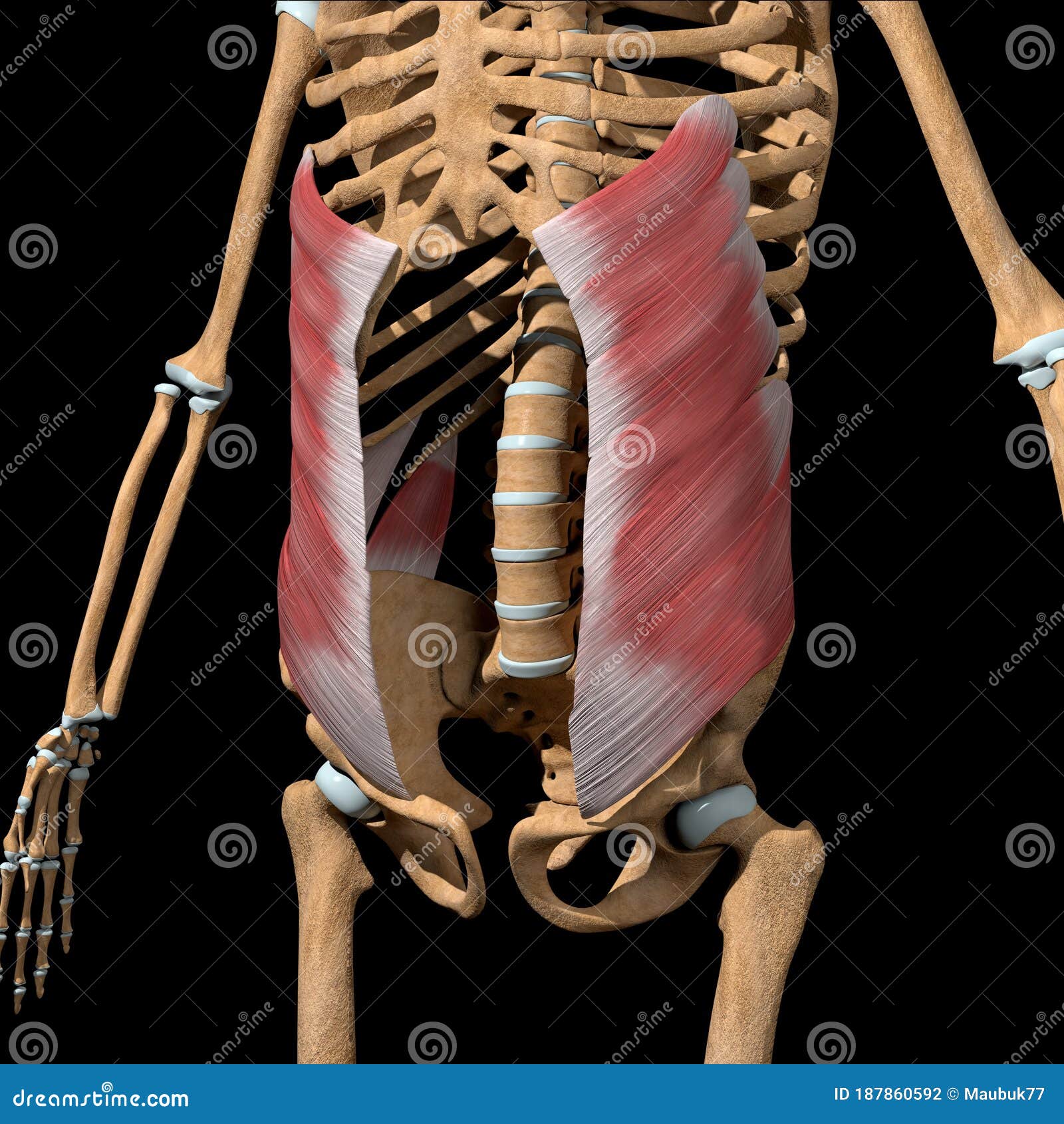 Human Abdominal External Oblique Muscles on Skeleton Stock Illustration ...