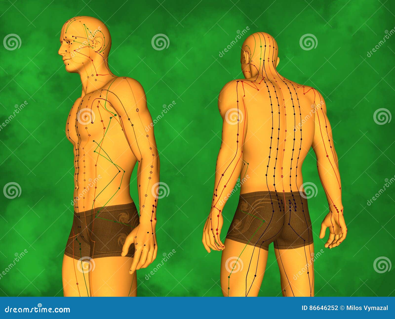 Human Acupuncture Model stock illustration. Illustration of skin - 86646252