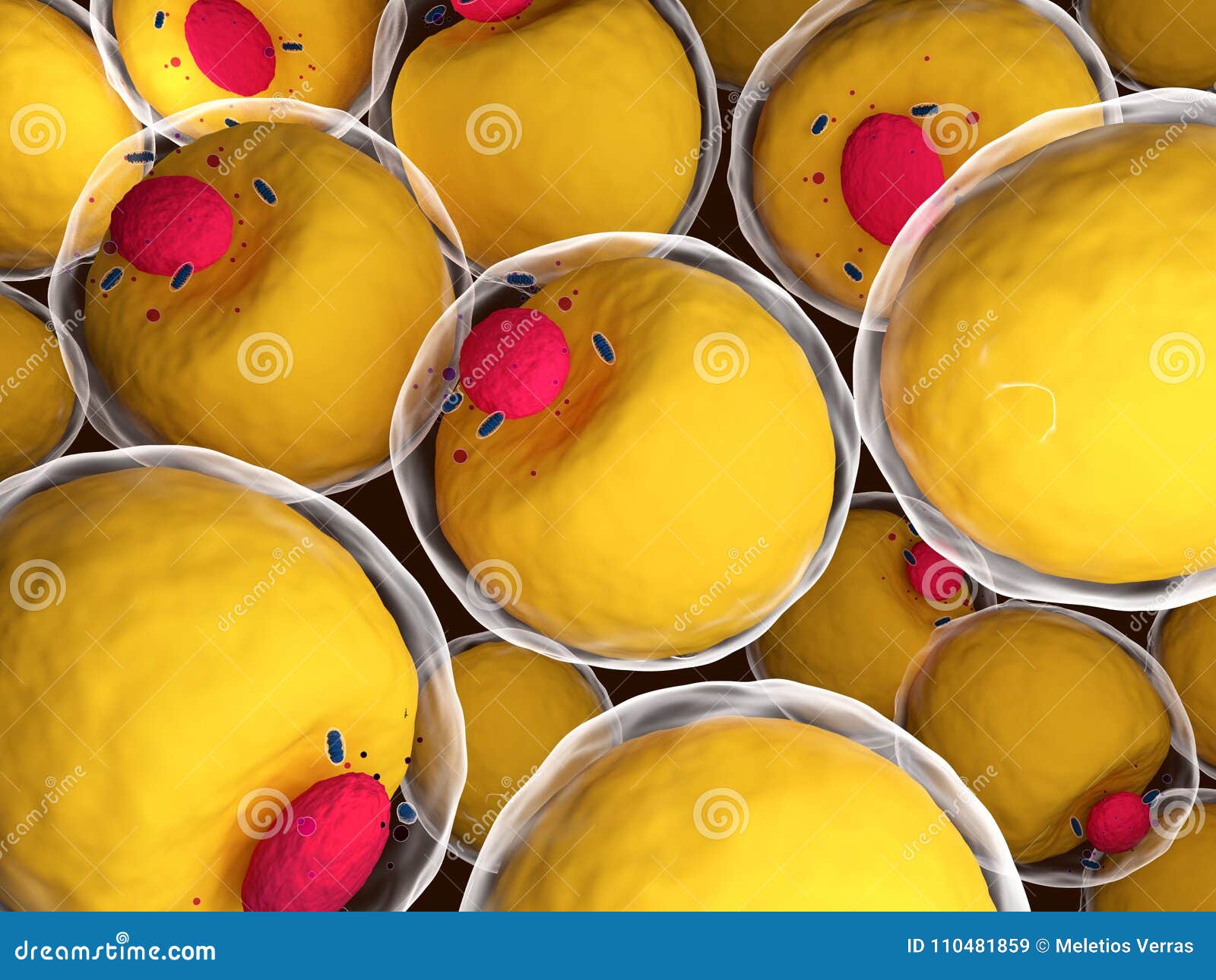 Human adipocytes stock illustration. Illustration of science - 110481859