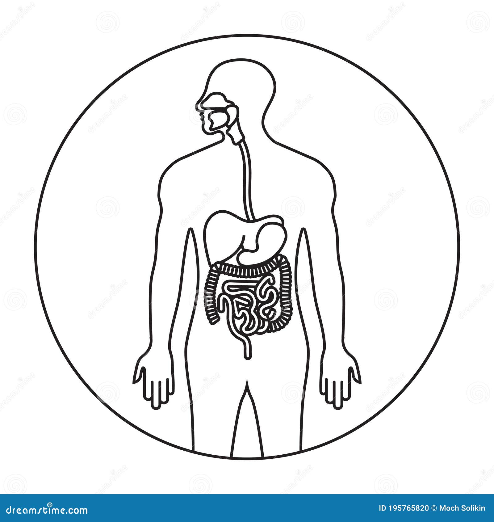 Human Alimentary Canal or Digestive System Line Art Icon for Apps and ...