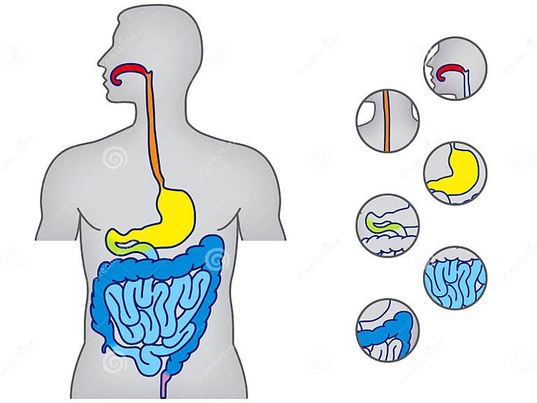 Human alimentary system stock illustration. Illustration of male - 8259264
