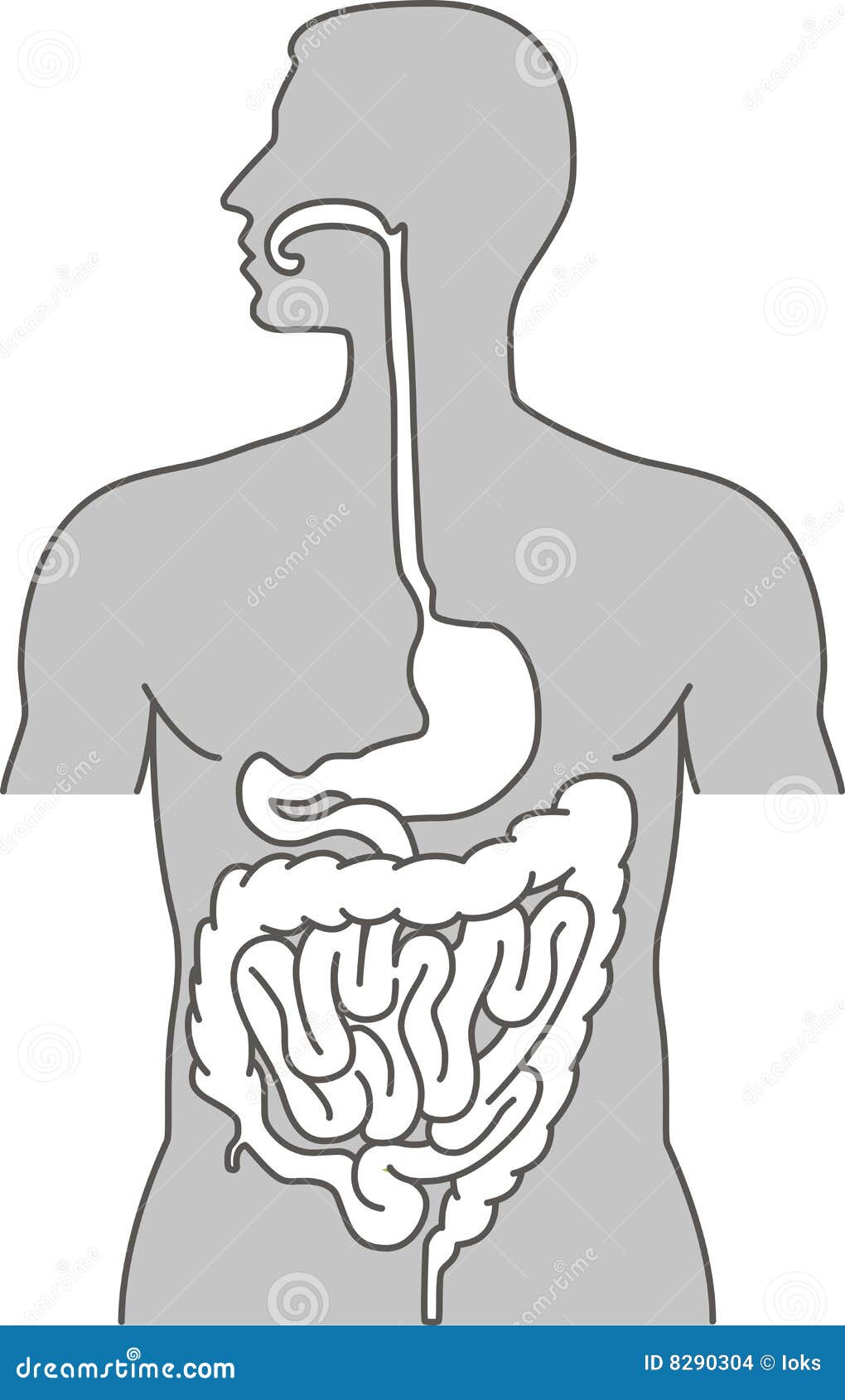 Human Alimentary Tract Or Digestive System Organs Flat Vector Icon For ... Human Alimentary Tract Or Digestive System Organs Flat Vector Icon For ...