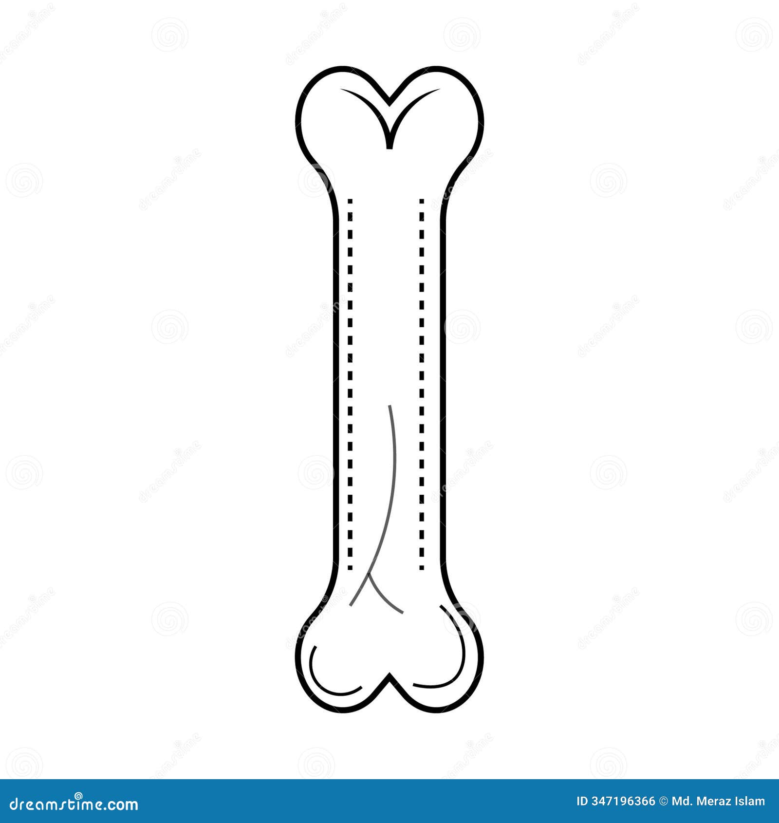 Human Anatomical Bone Art Illustration. Stock Illustration ...