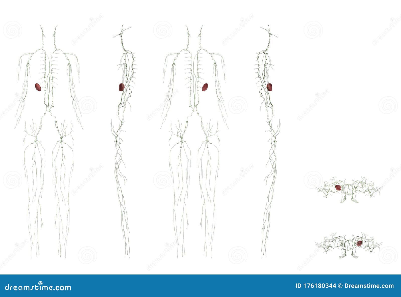 Human Anatomical Illustration Female Lymphatic System Various Angles ...