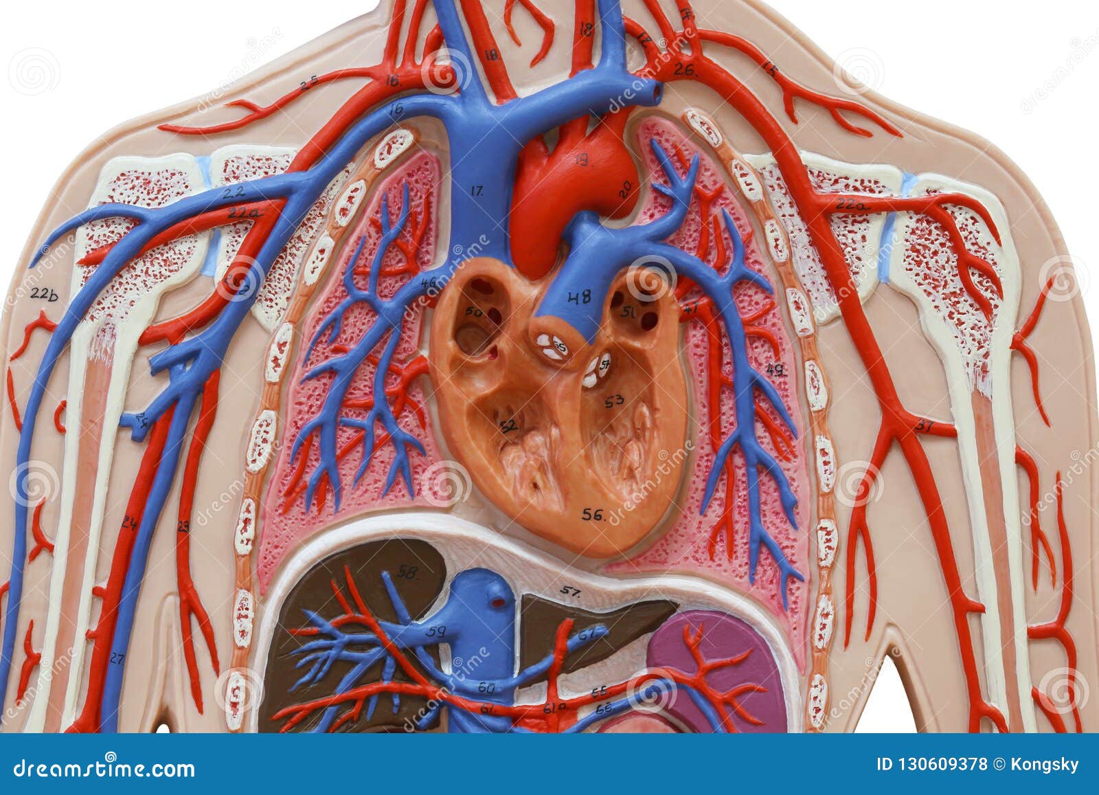 Human Anatomical Model Isolated With Clipping Path. Stock Photo - Image ...