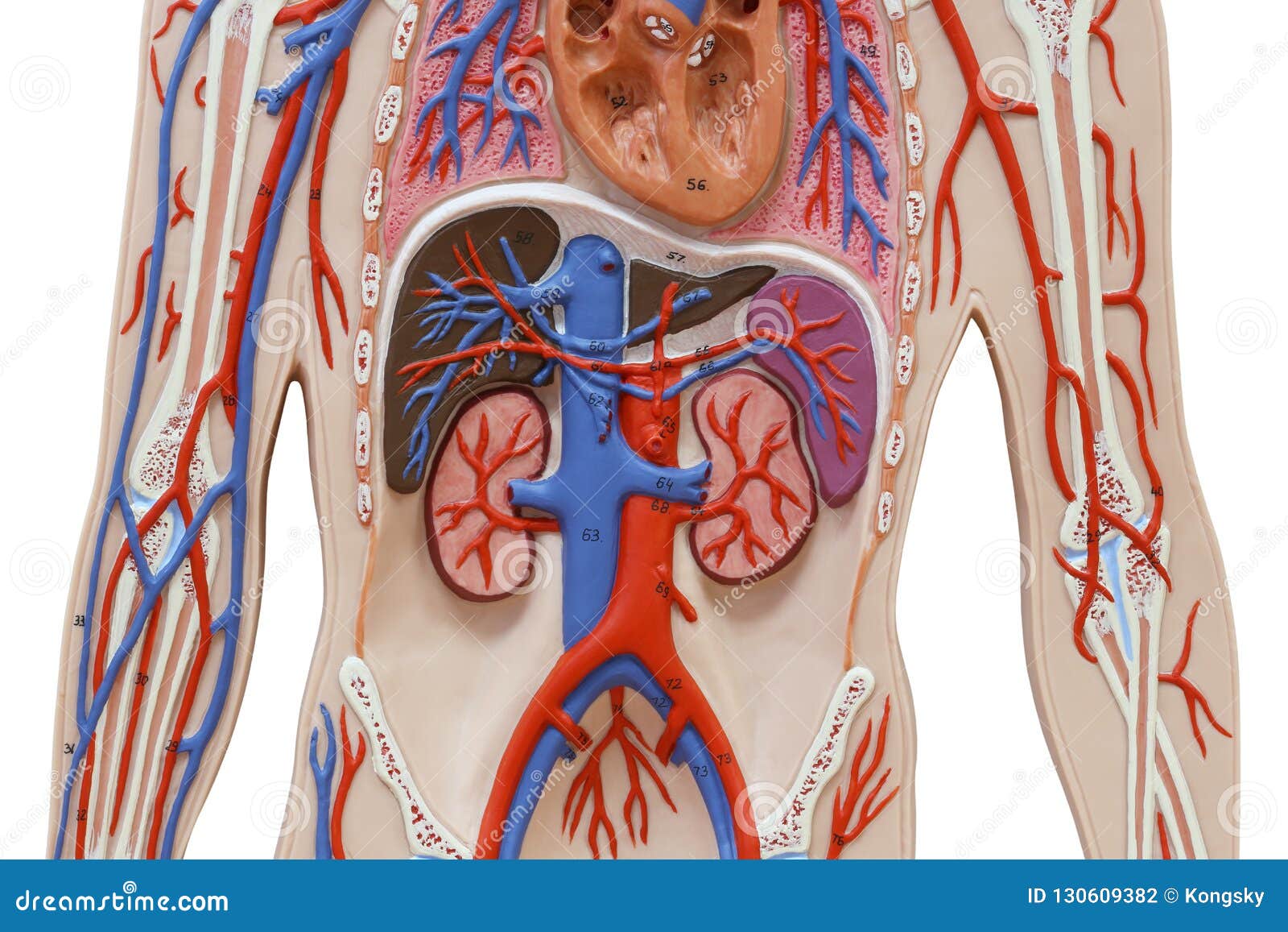 Anatomical Model Of Female Human Body Royalty-Free Stock Image ...