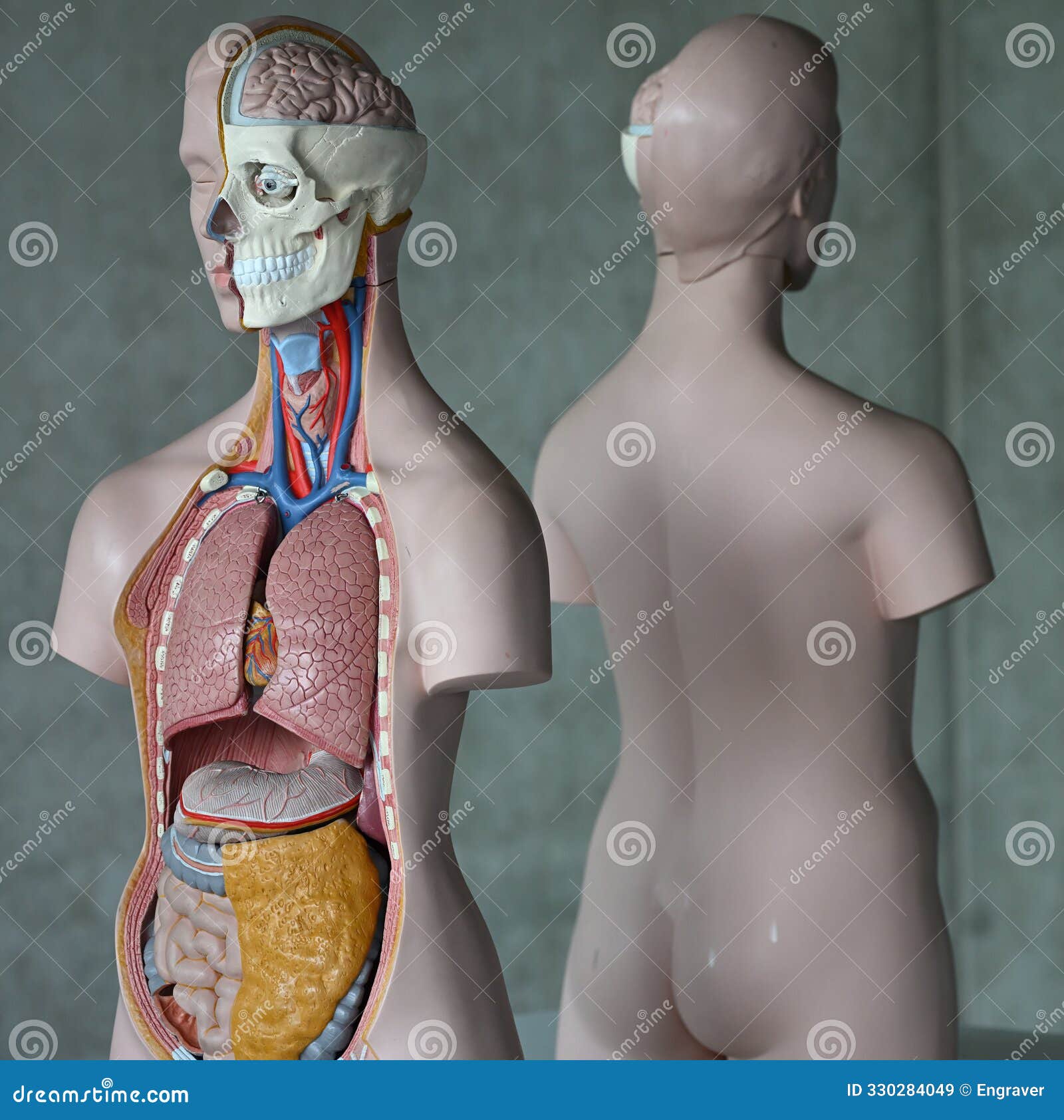 Human Anatomical Model for Medical Study Stock Image - Image of internal, torso: 330284049
