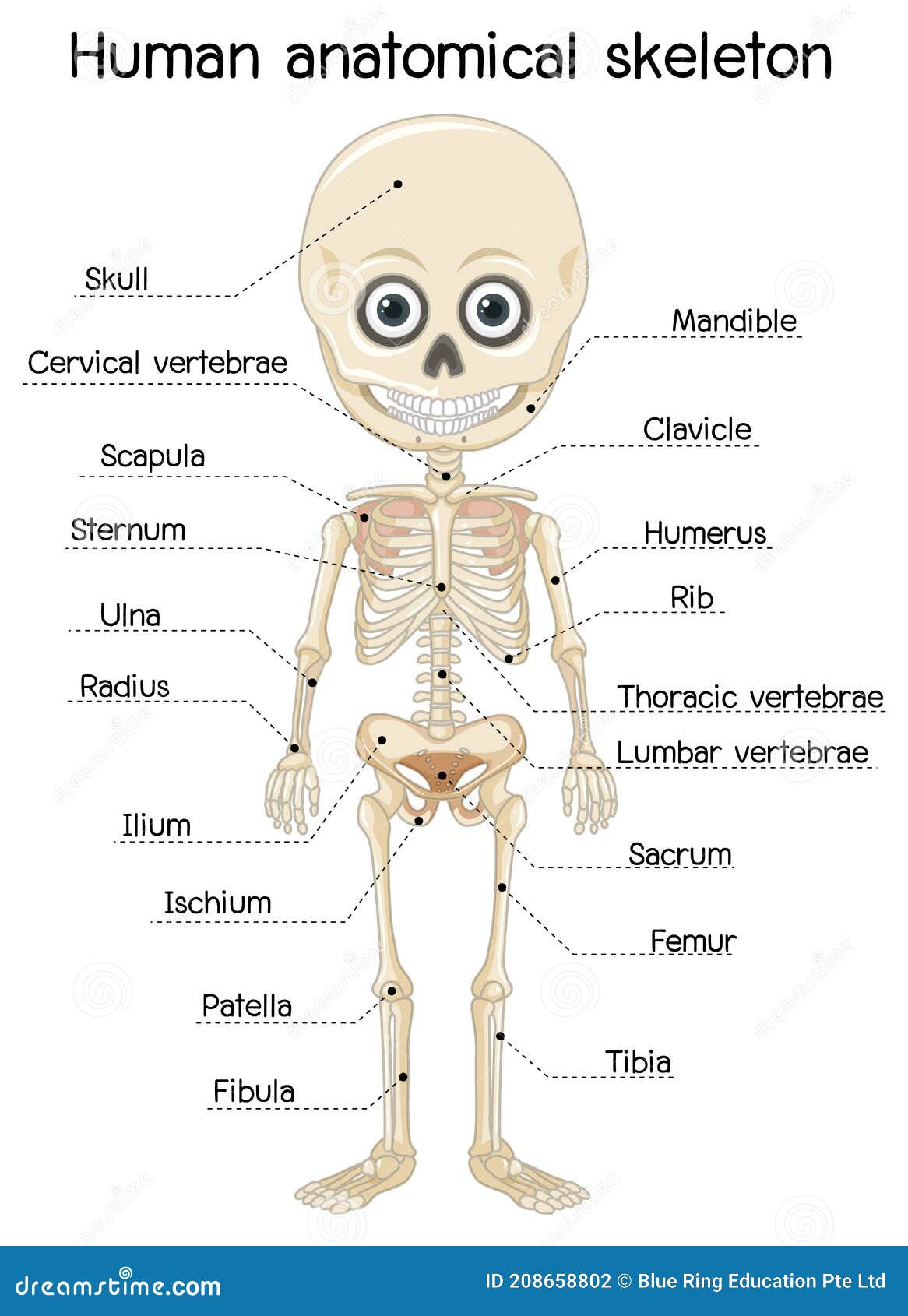Human Anatomical Skeleton with Label Stock Vector - Illustration of ...
