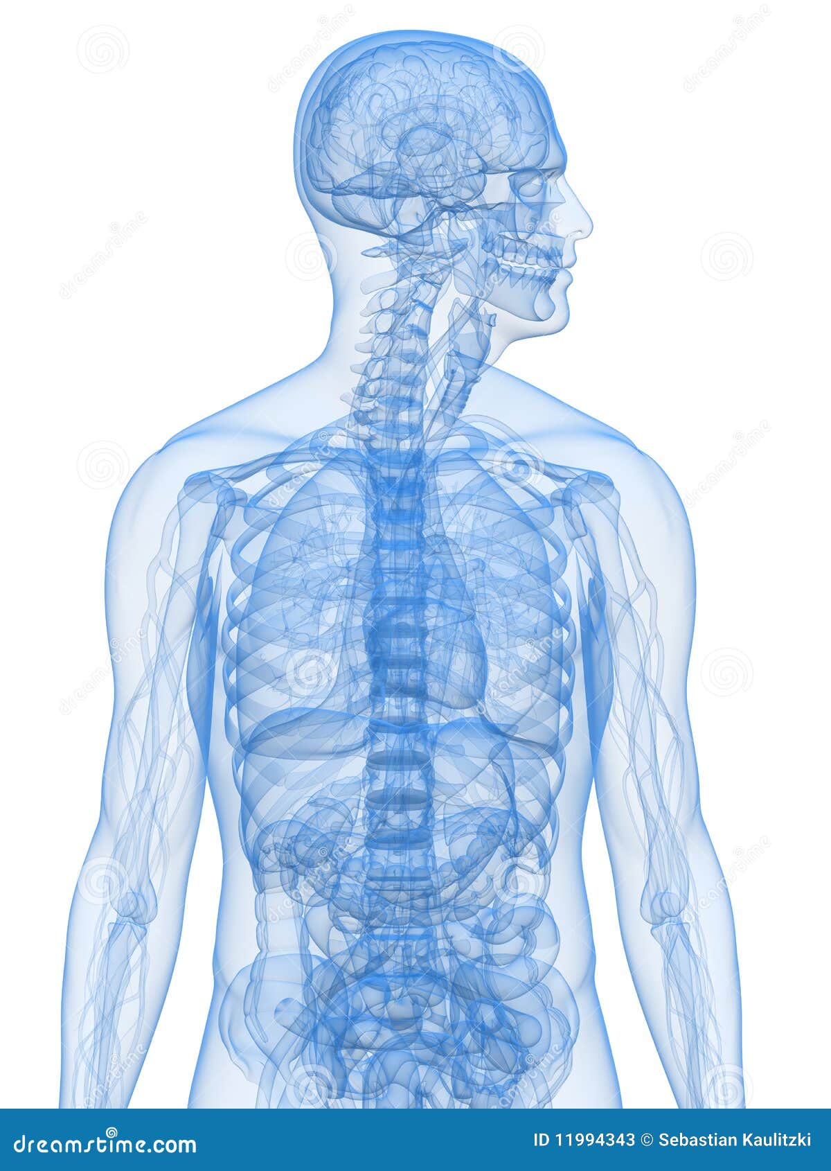 Human Anatomy Stock Illustration | CartoonDealer.com #11994343