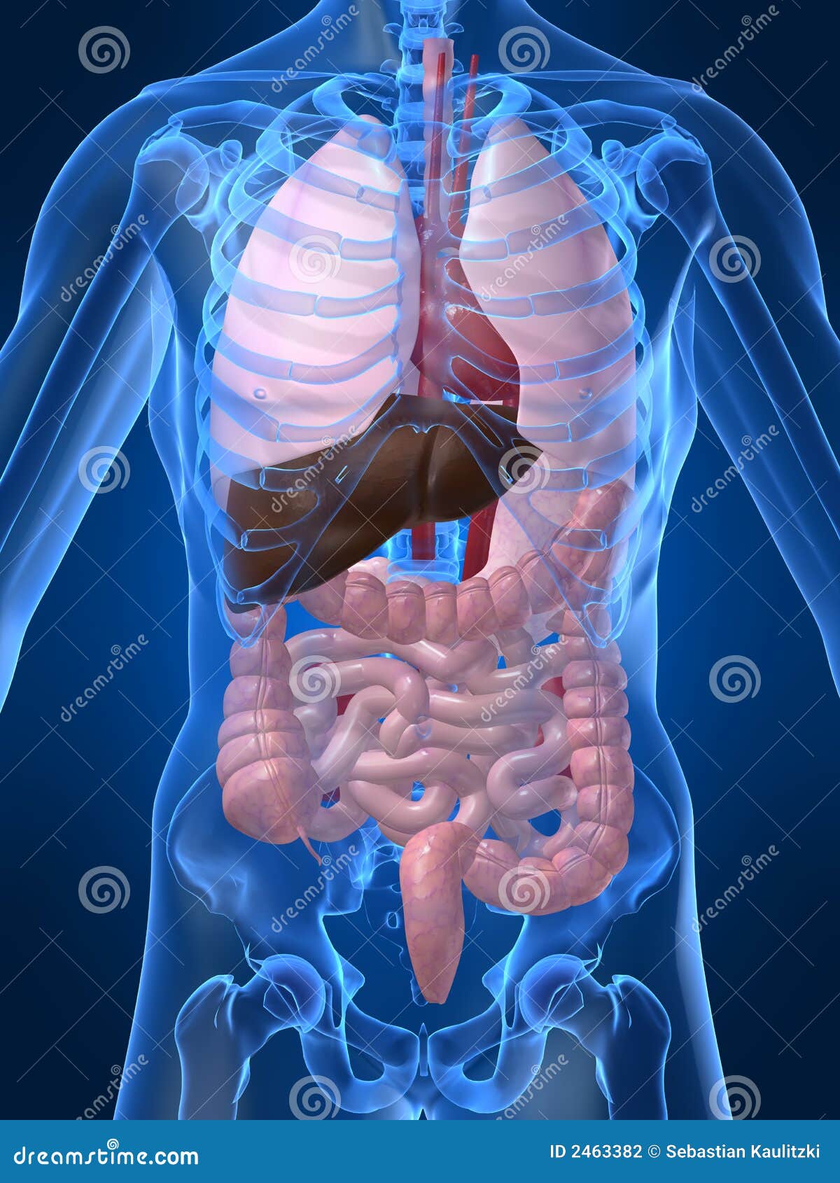 Human Anatomy Female Reproductive System, Female Reproductive Organs ...