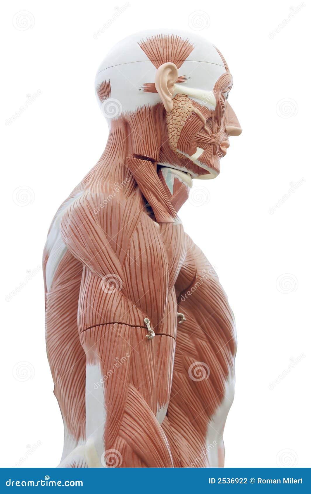 Human anatomy stock photo. Image of mannequin, background - 2536922