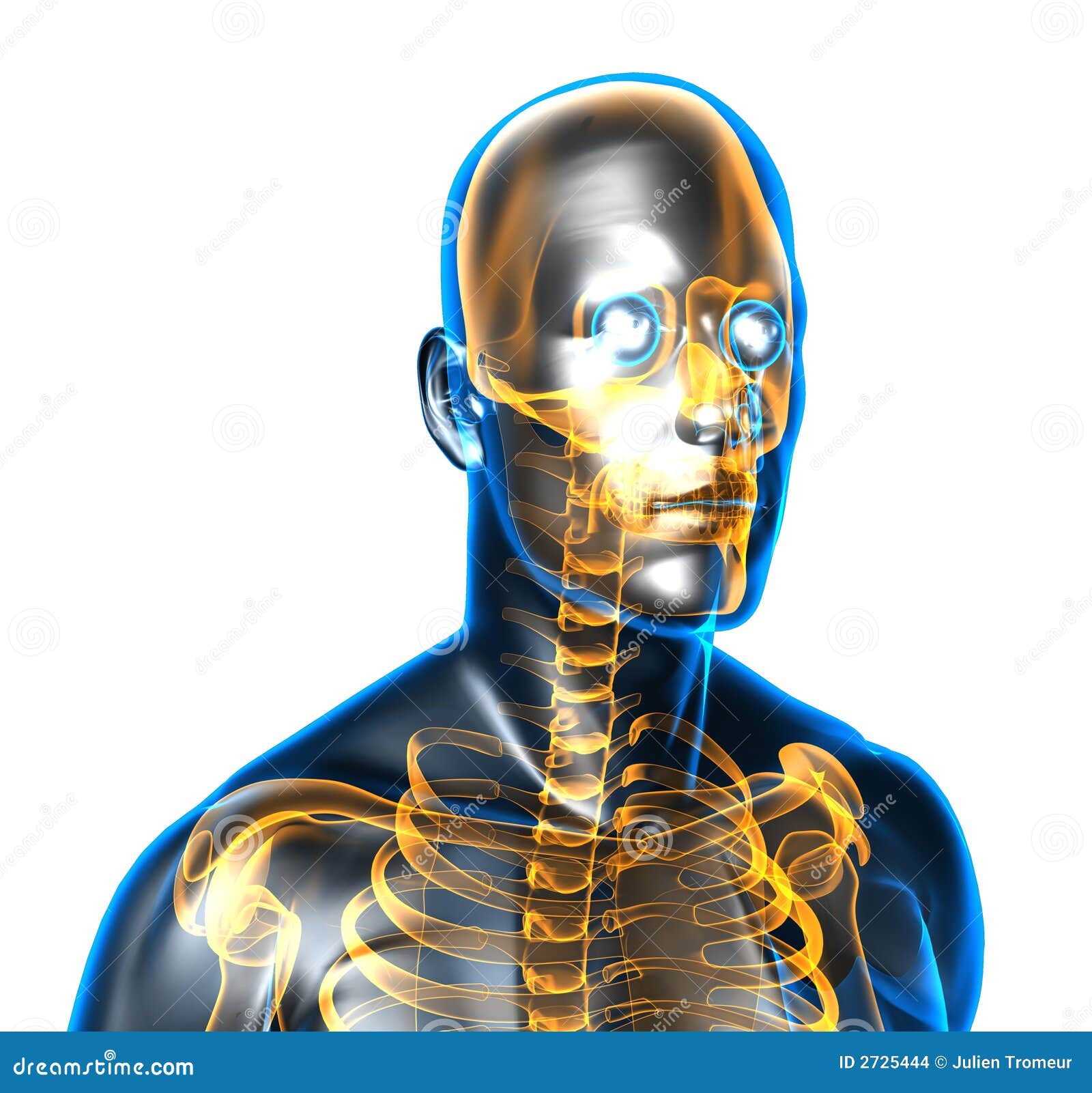 Human Anatomy Royalty-Free Stock Image | CartoonDealer.com #2725444