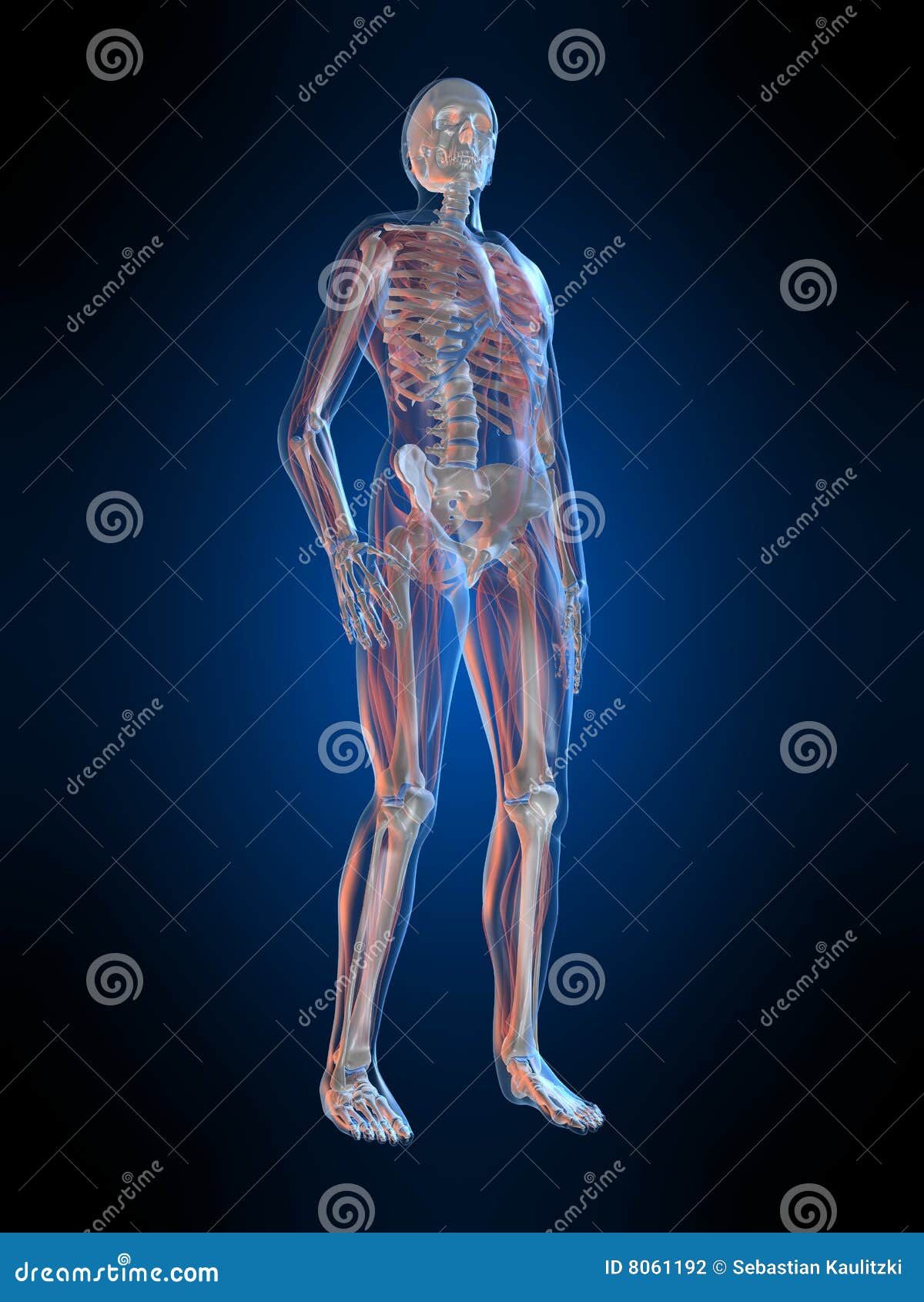 Human anatomy stock illustration. Illustration of backbone - 8061192
