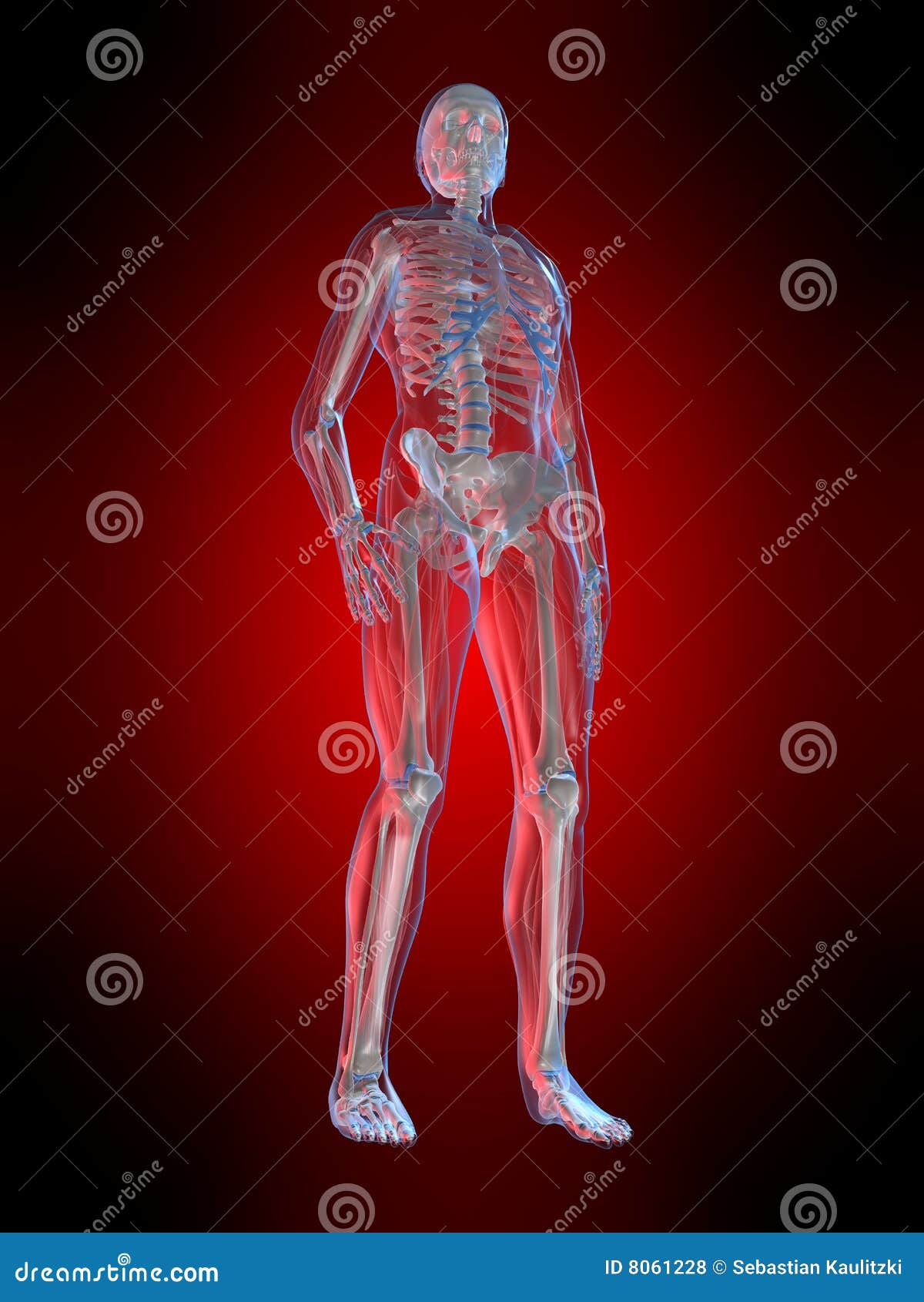 Human anatomy stock illustration. Illustration of anatomical - 8061228