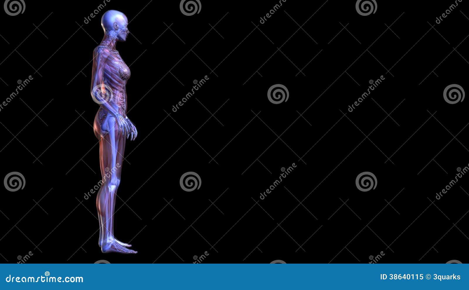 Human Anatomy Animation stock video. Video of biology - 38640115