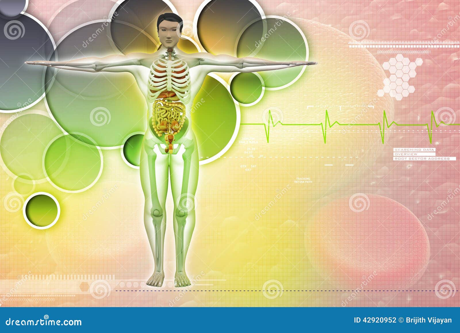 Human Anatomy Stock Photo | CartoonDealer.com #42920952