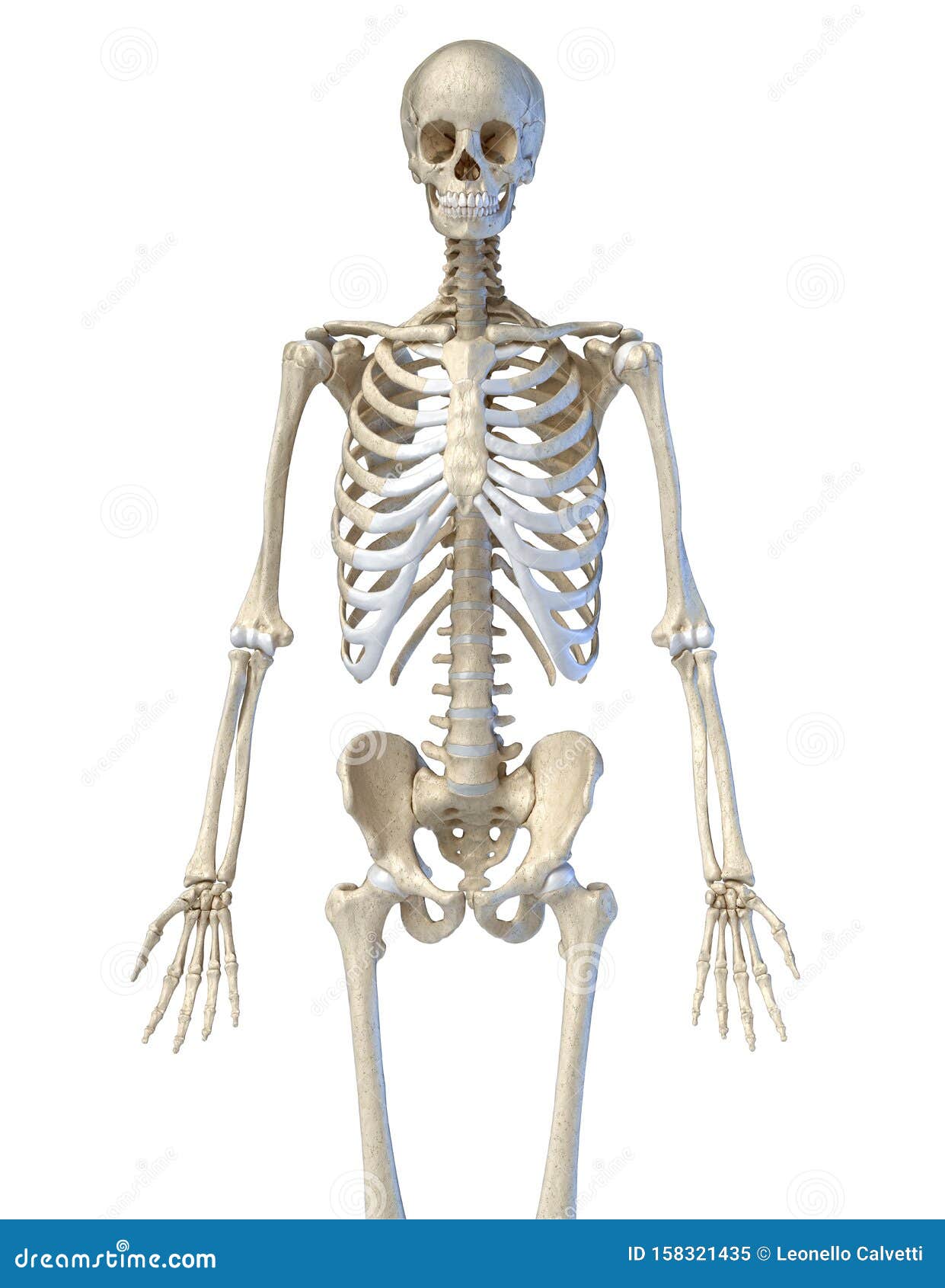 Human Anatomy, Bone Skeleton Viewed from the Front Stock Illustration ...