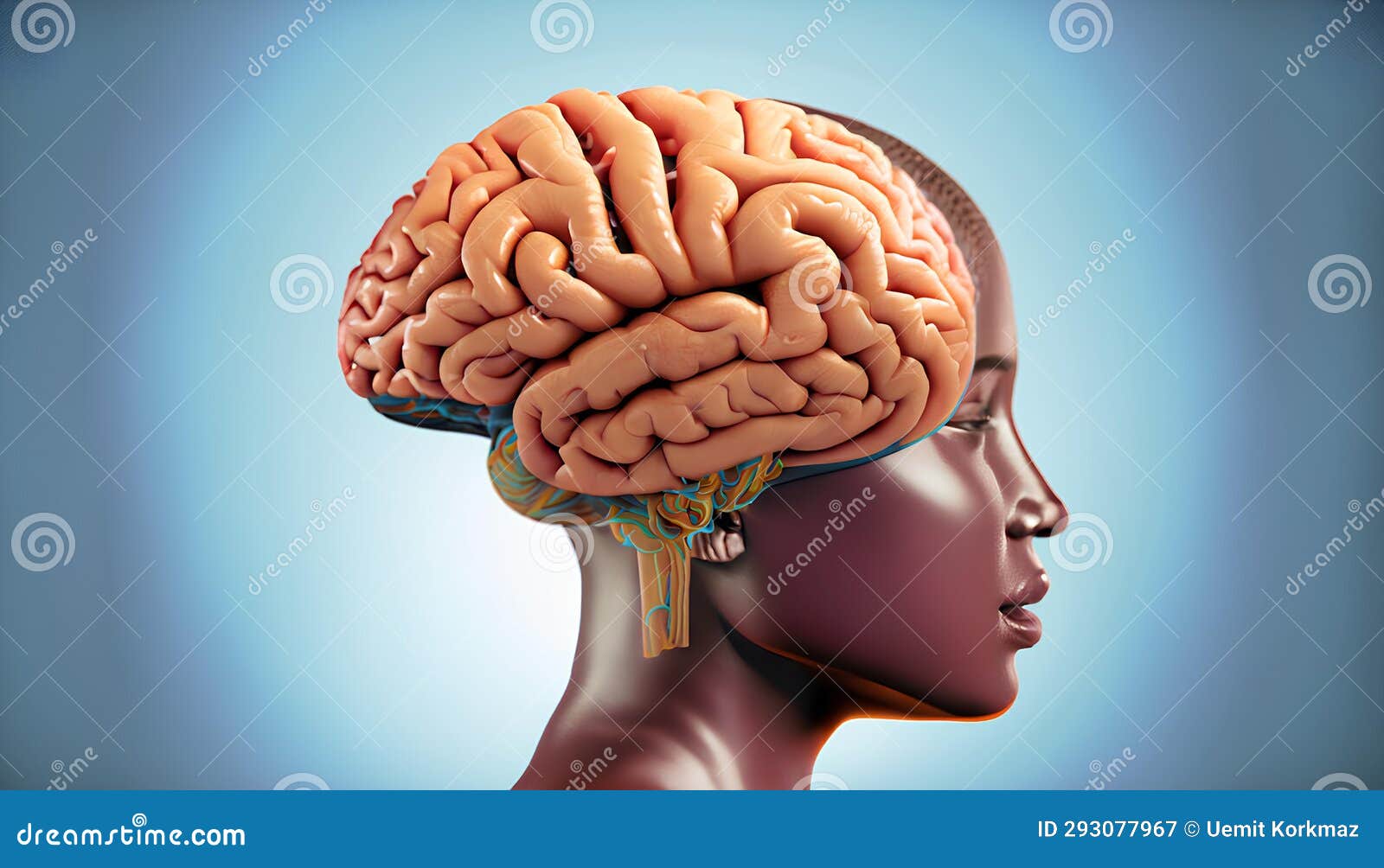 Human anatomy with brain stock illustration. Illustration of organ ...