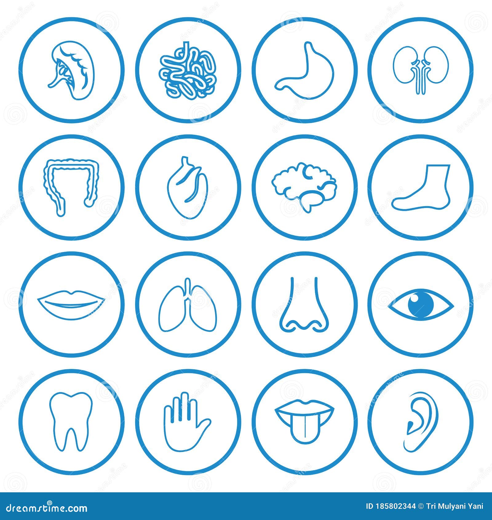 Human Anatomy Icon Vector Design Symbol Stock Vector - Illustration of ...