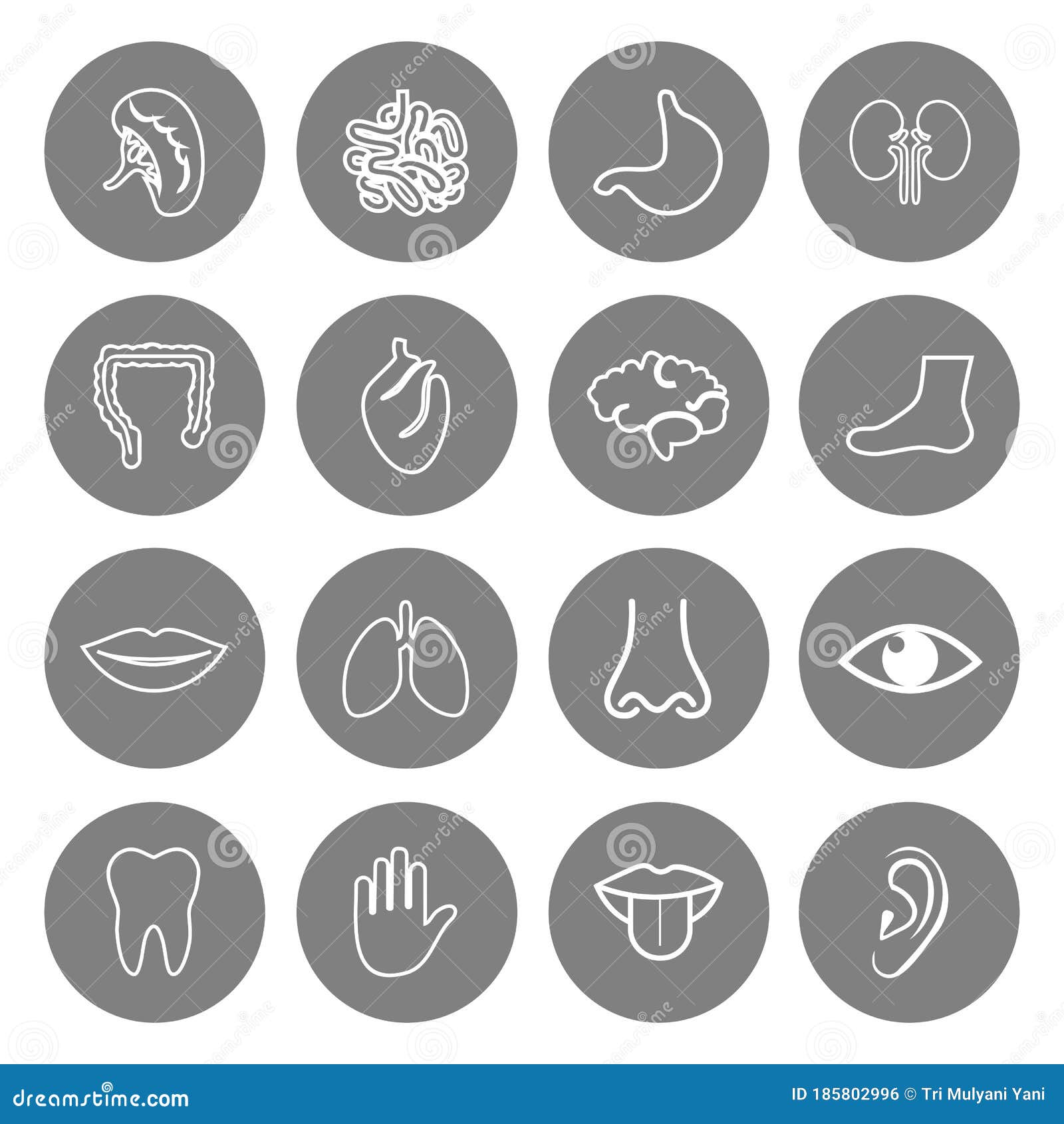 Human Anatomy Icon Vector Design Symbol Stock Vector - Illustration of ...
