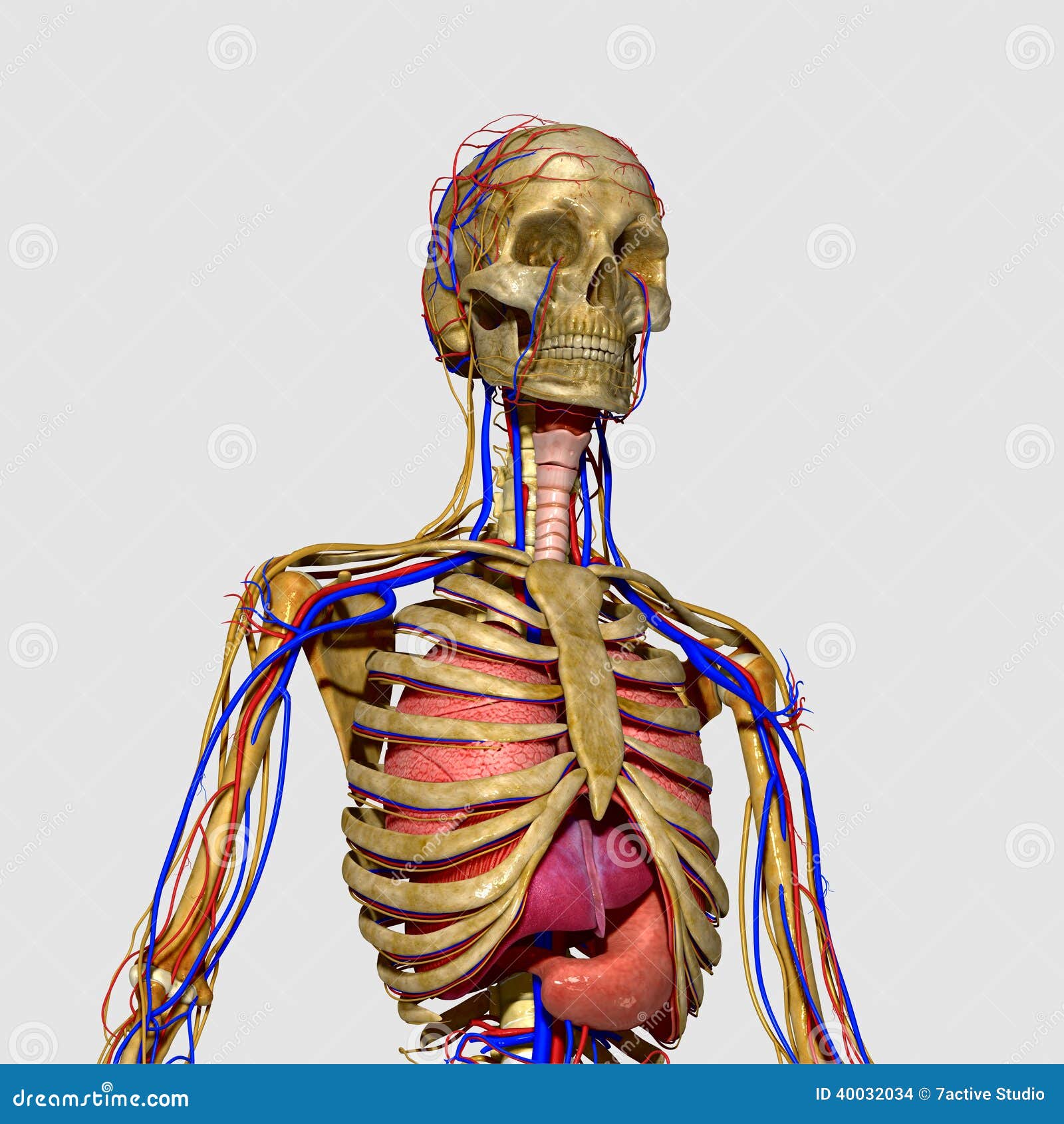 Human Anatomy Royalty-Free Stock Image | CartoonDealer.com #40032034