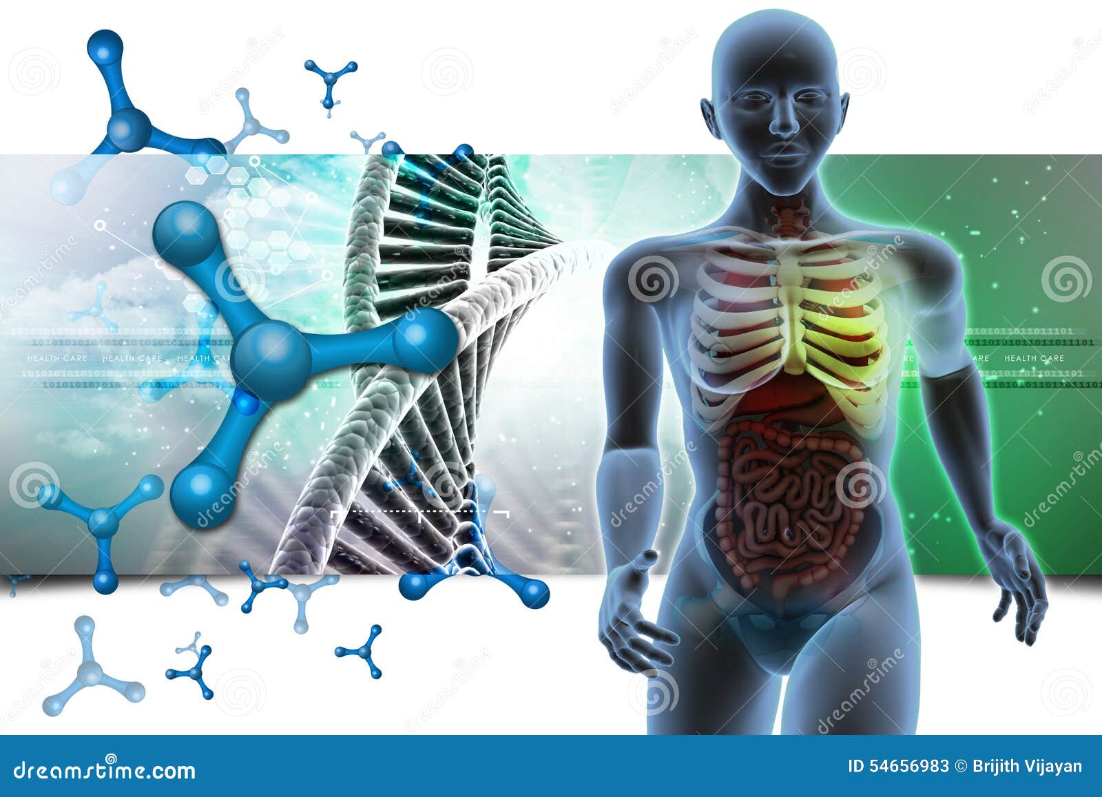 Human anatomy stock illustration. Illustration of organ - 54656983