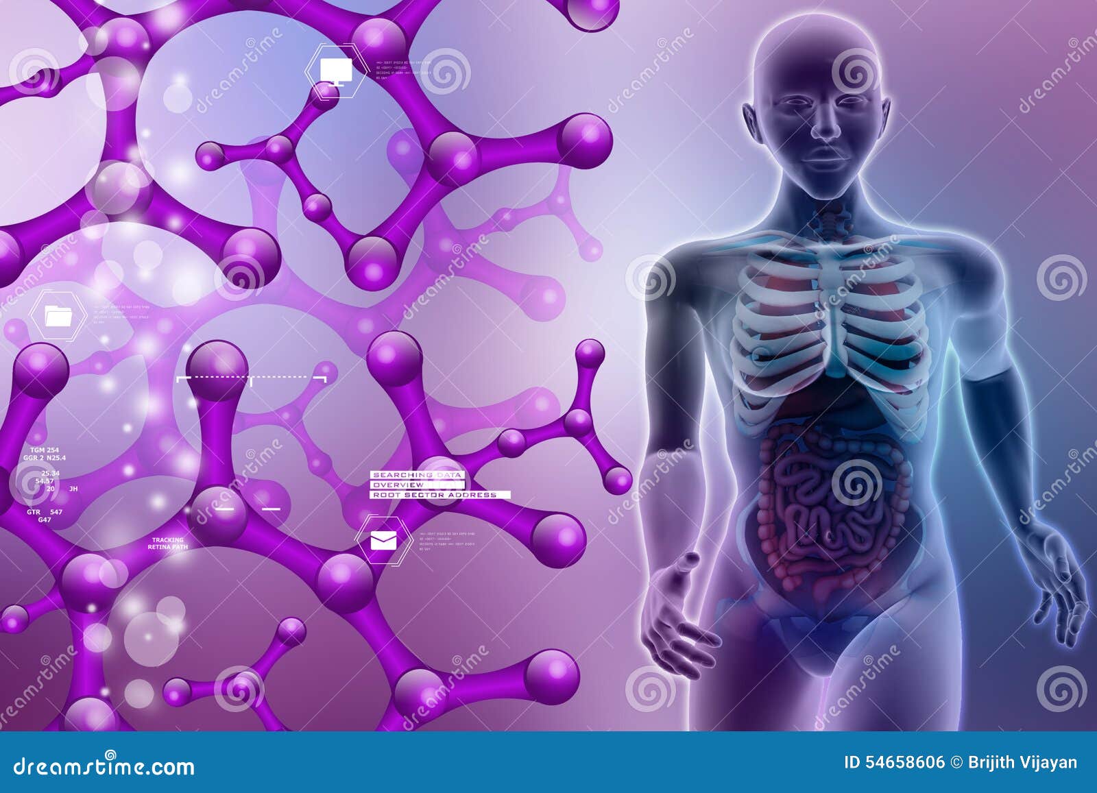 Human anatomy stock illustration. Illustration of health - 54658606