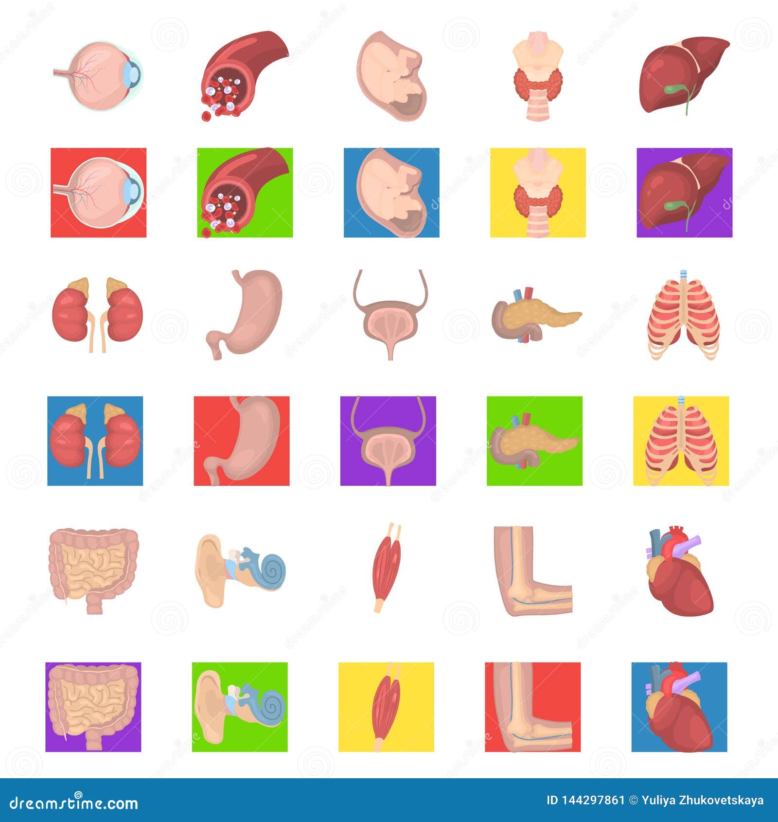 Human Anatomy Color Icons Set for Web and Mobile Design Stock ...